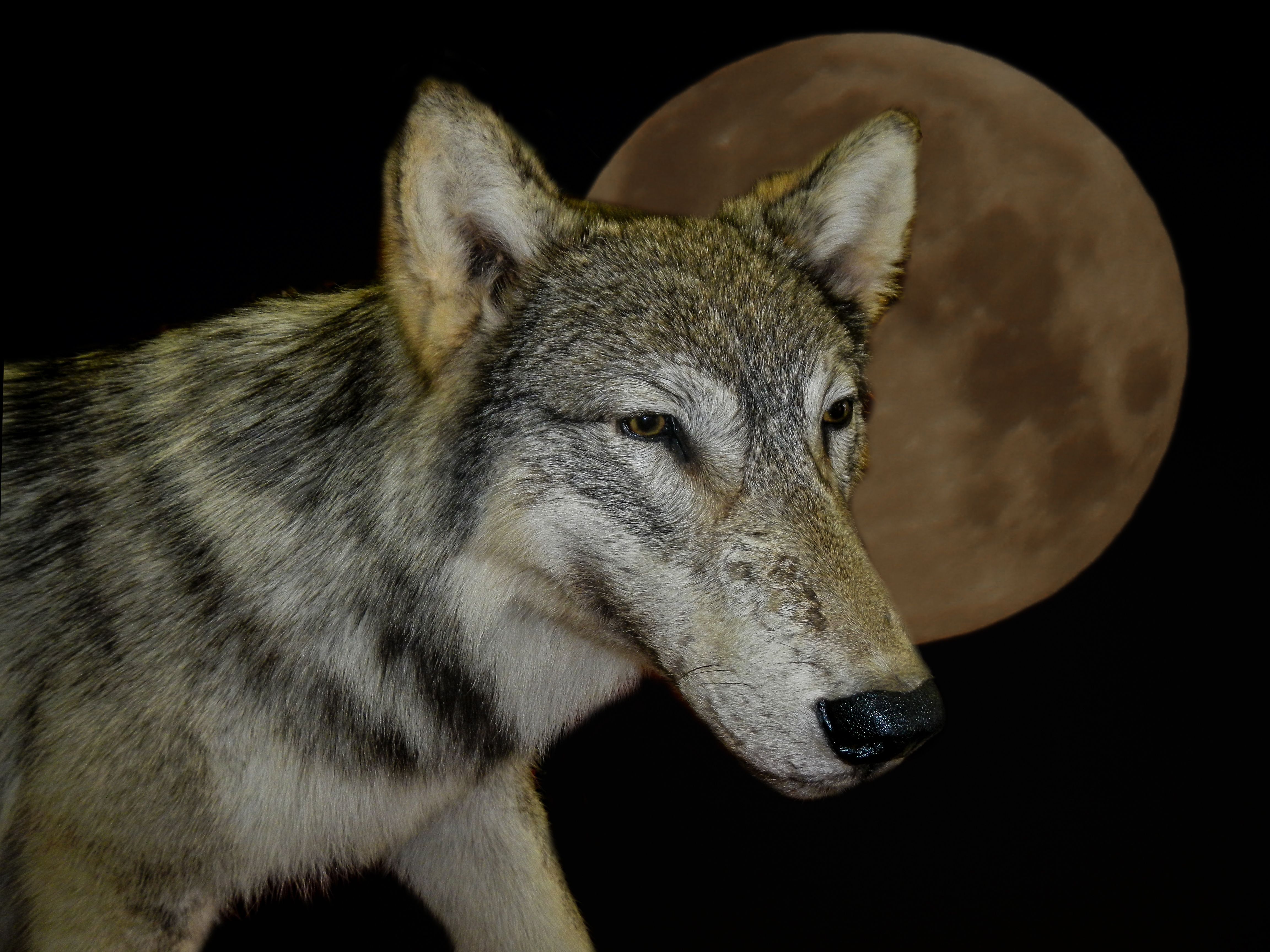 Download Moon Animal Wolf 4k Ultra HD Wallpaper