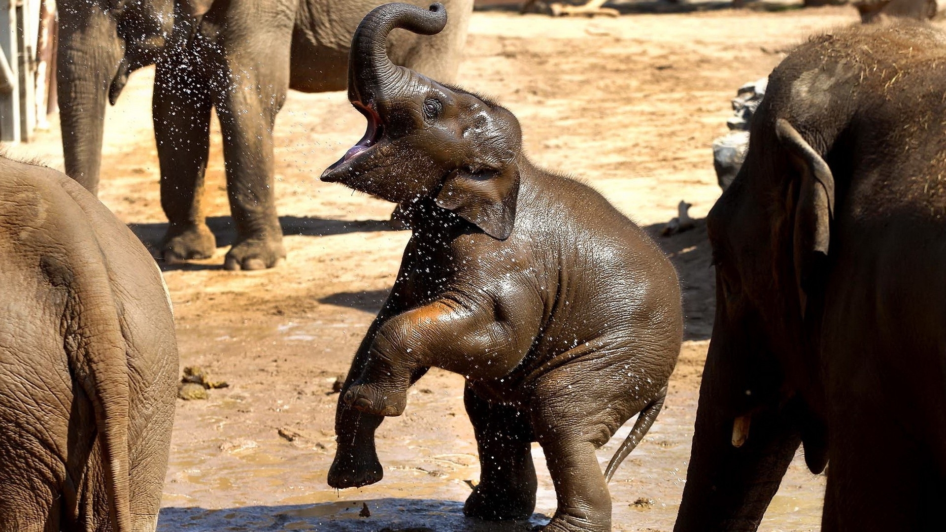 Happy Baby Elephant