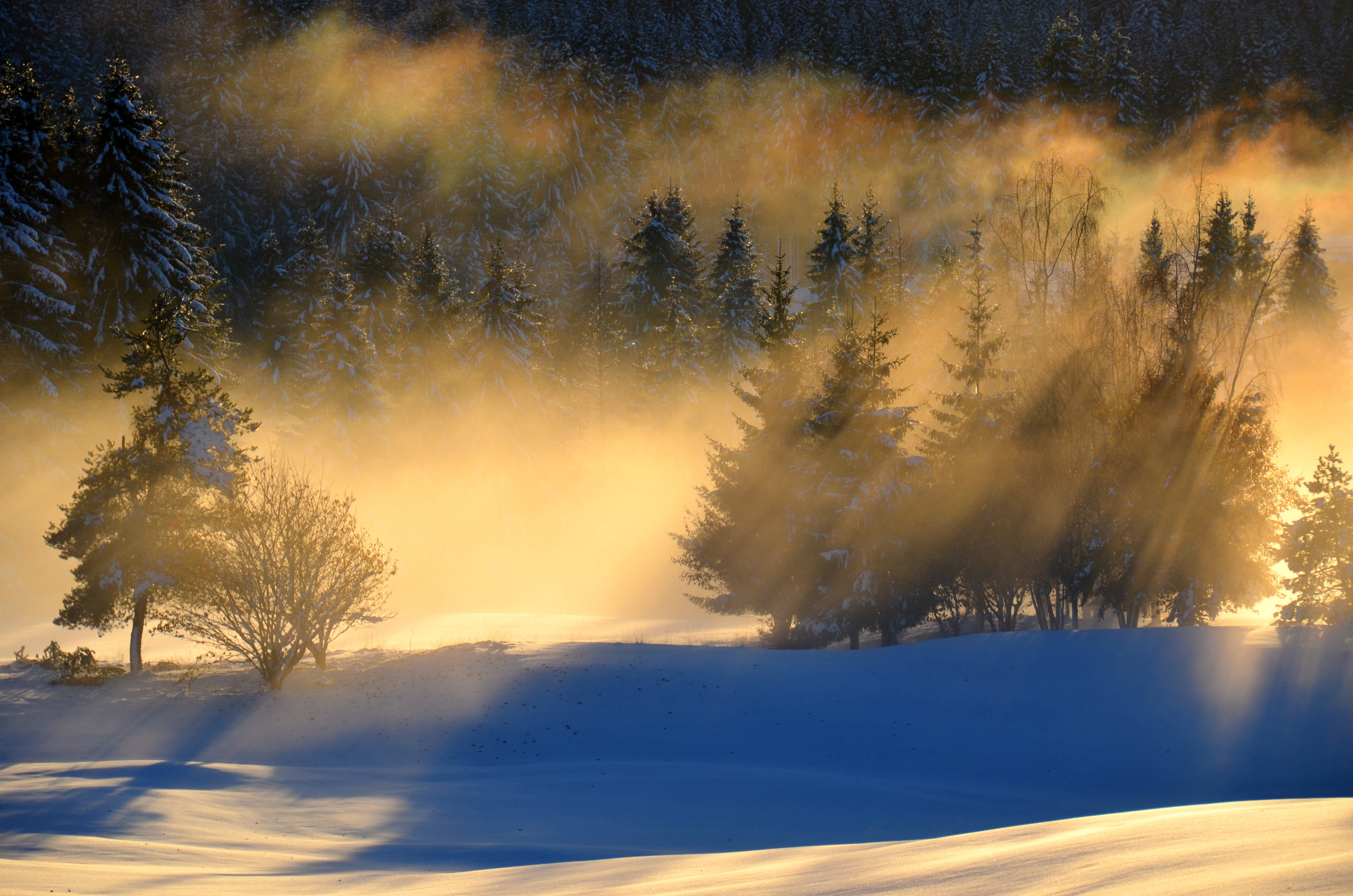 Download Winter Landscape Forest Snow Nature Sunbeam 4k Ultra HD Wallpaper