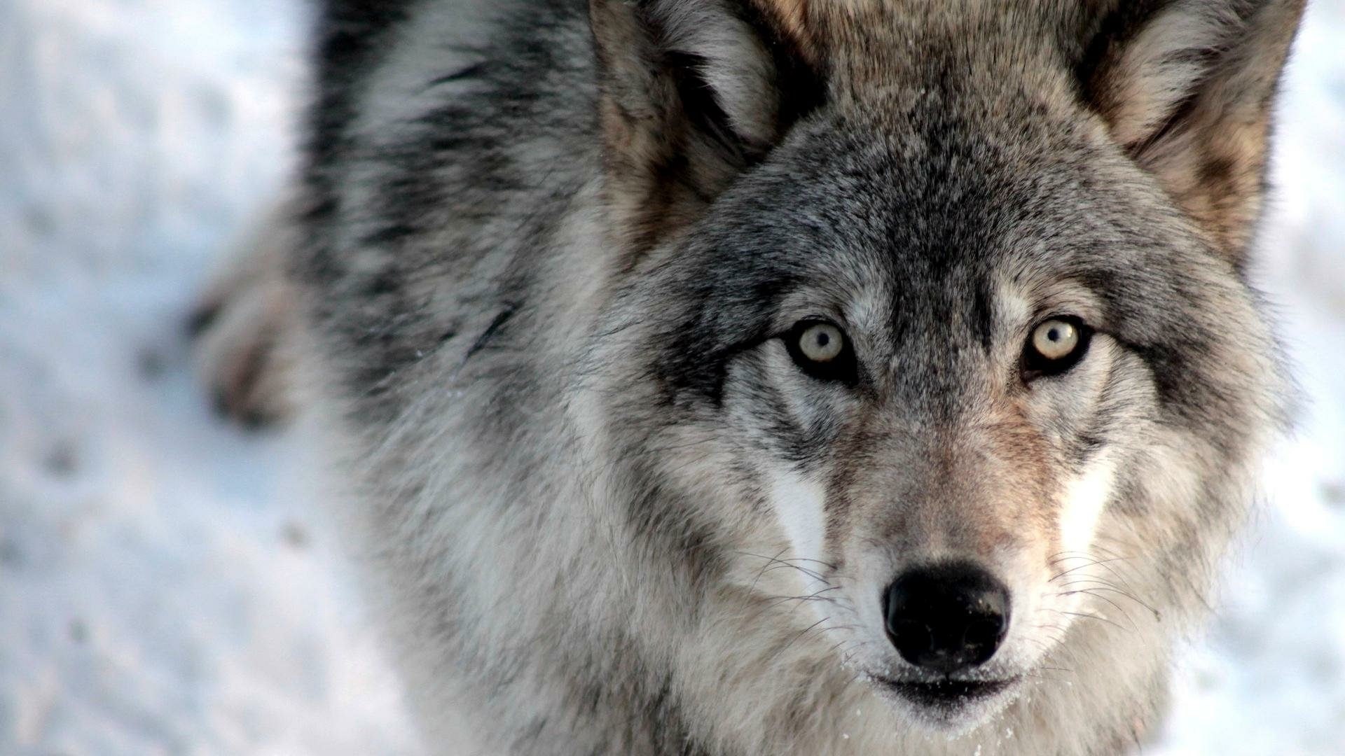 Majestic Wolf in Winter: HD Wallpaper