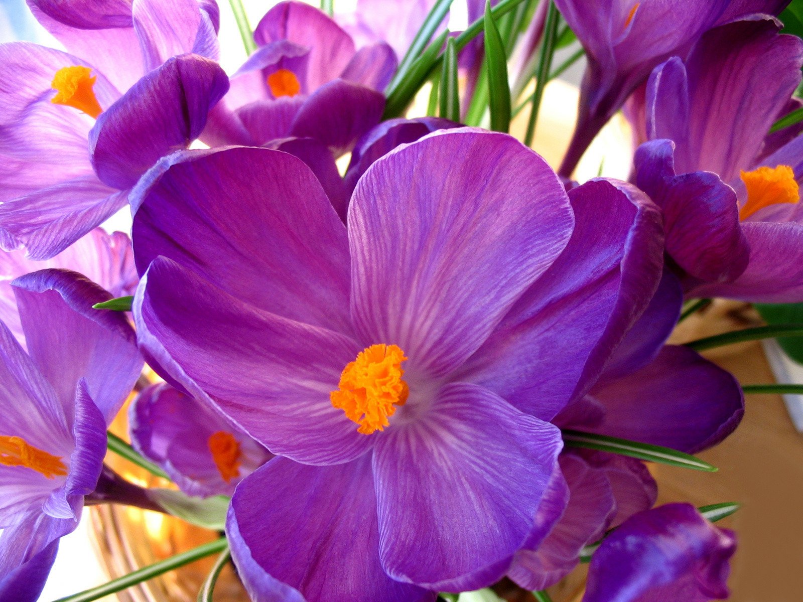Purple Crocuses