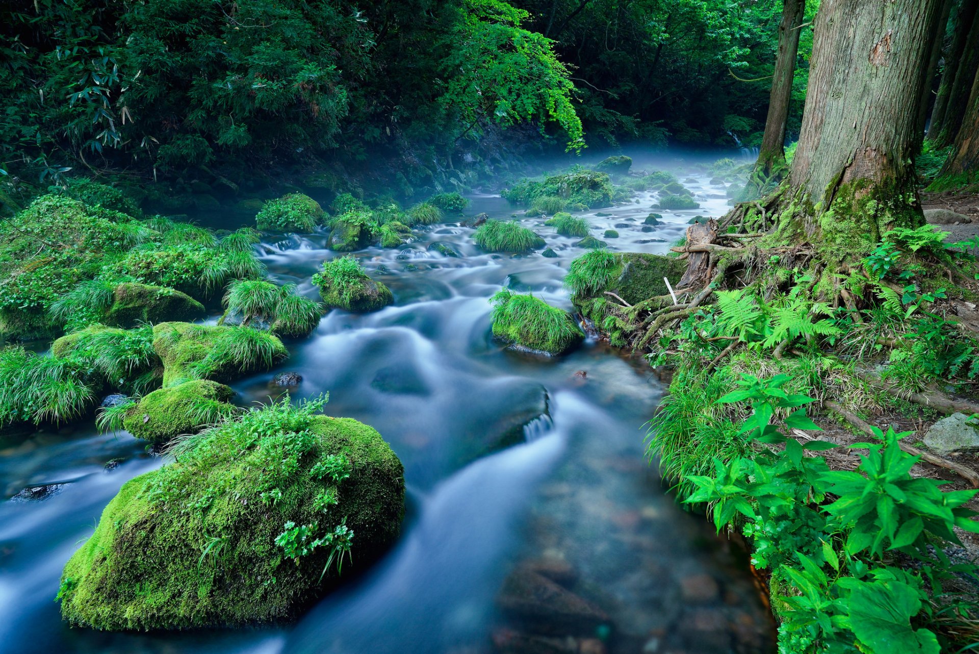 Download Nature Moss Stone River Forest Stream HD Wallpaper