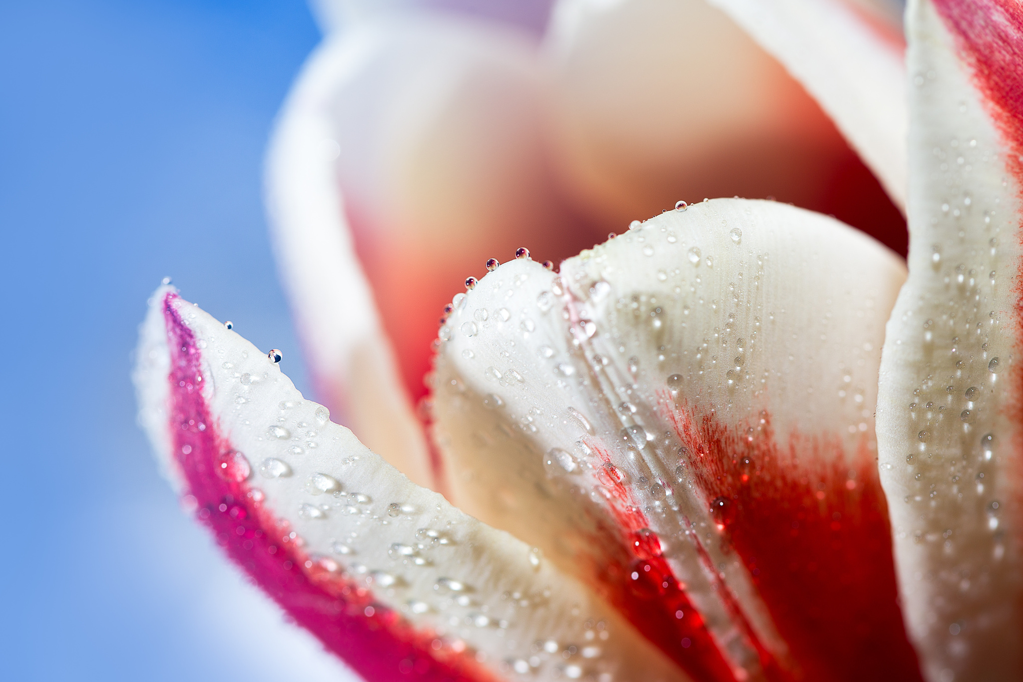 Download Water Drop Macro Flower Nature Tulip HD Wallpaper by Cosmin Anghel