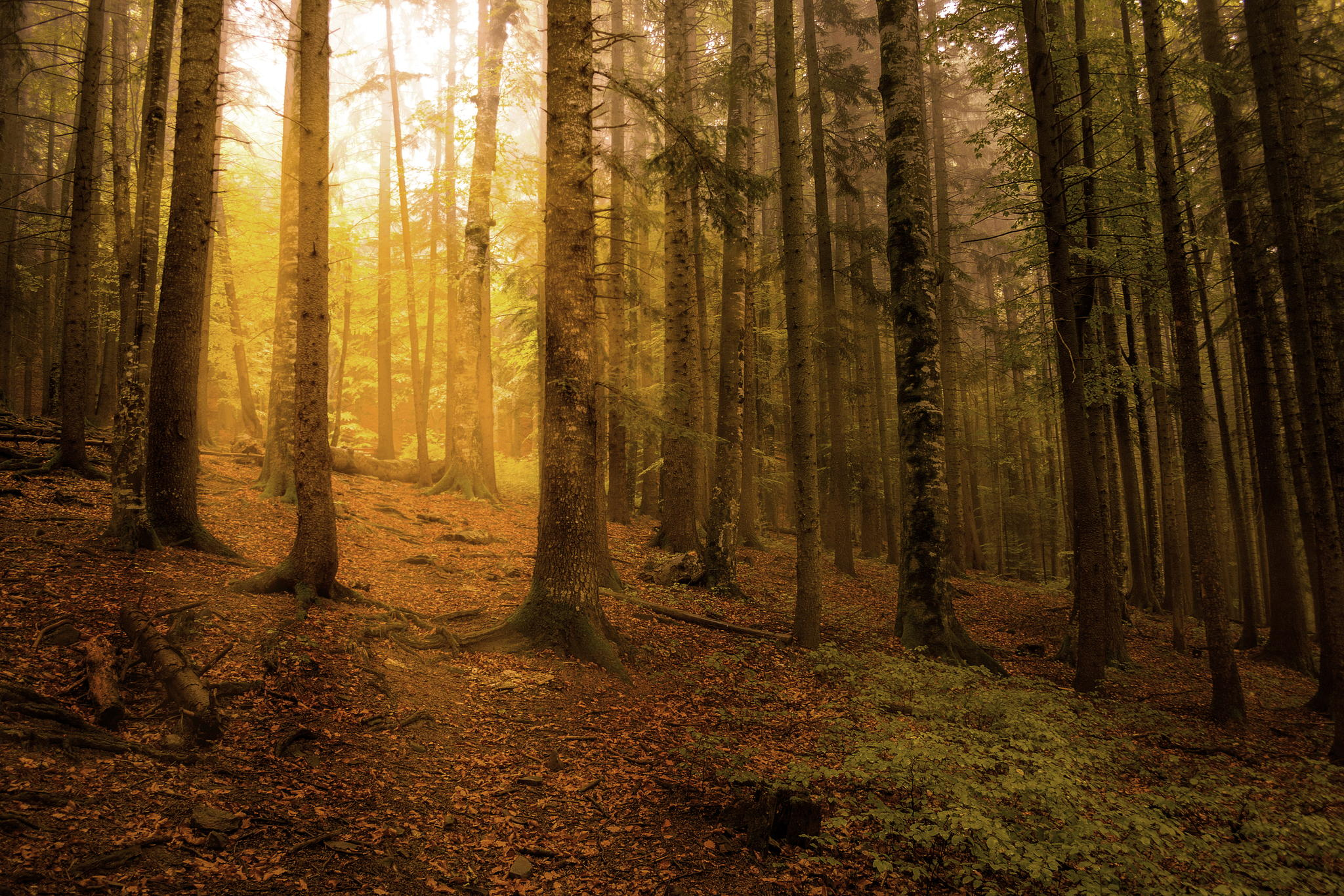 Forest HD Wallpaper by Cosmin Anghel