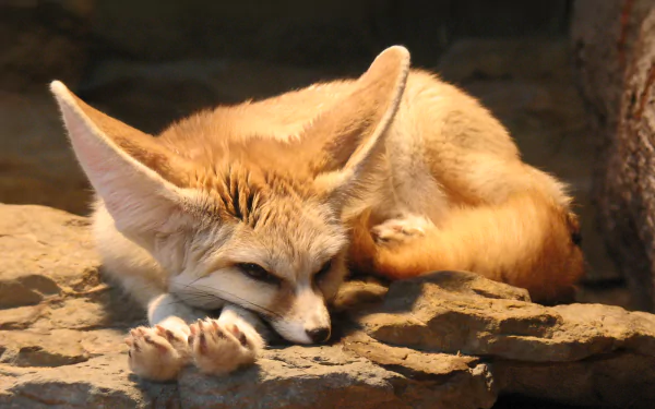 Fennec Fox 4K Ultra HD Wallpaper
