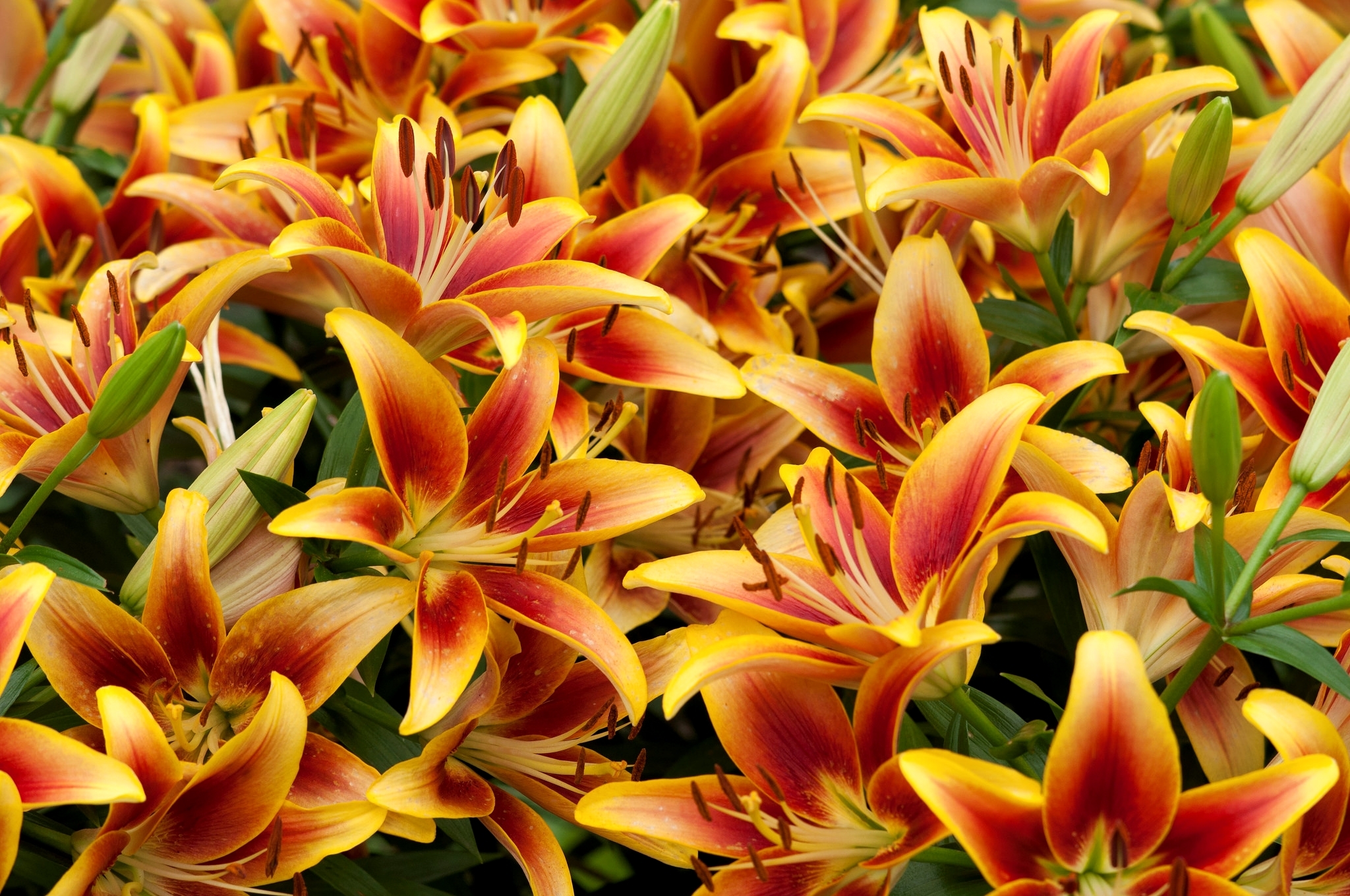 Red Yellow Lily Wallpapers HD Wallpaper: Asiatic Lily, Yellow And Red