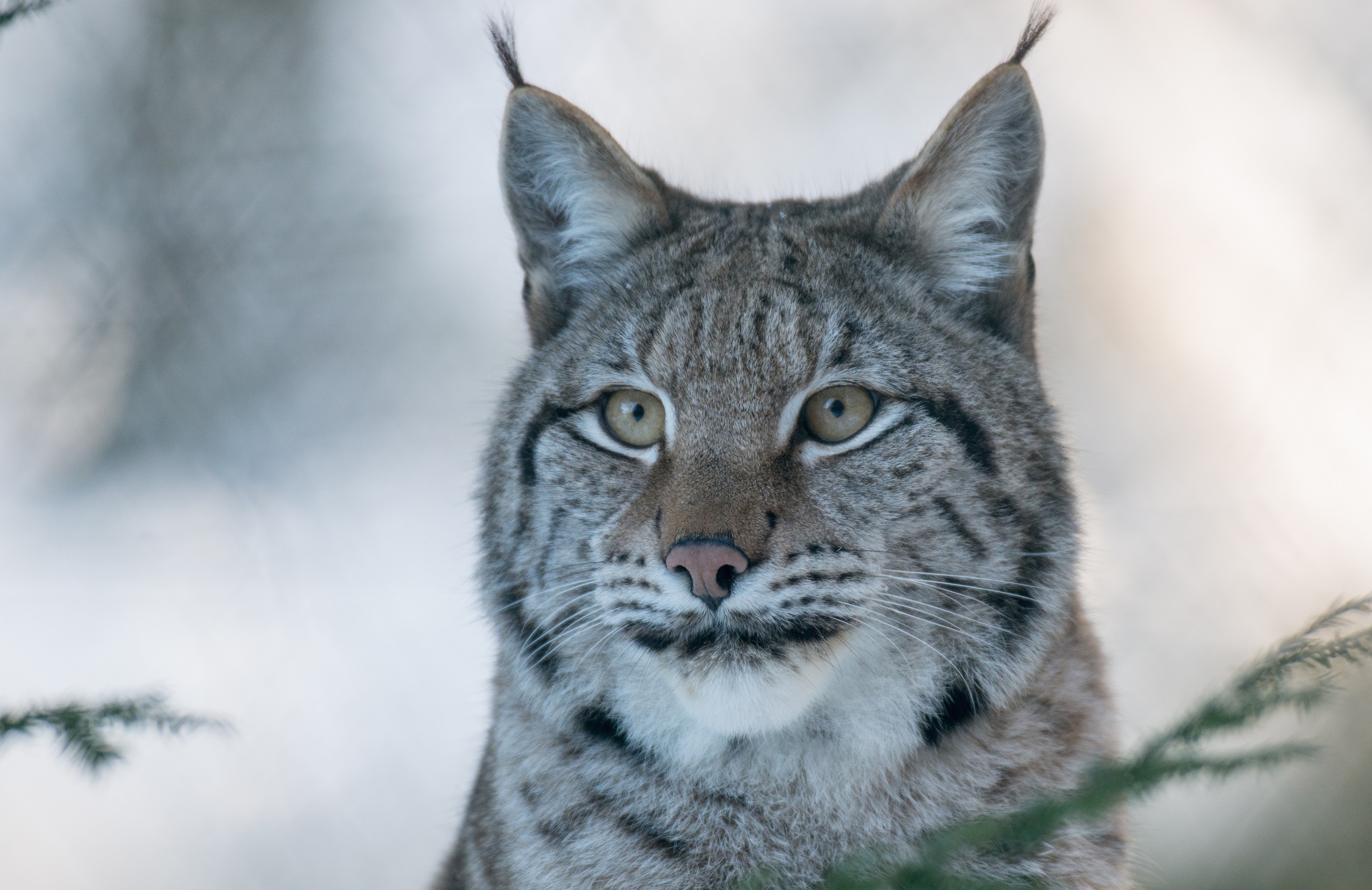 Download Bokeh Animal Lynx HD Wallpaper