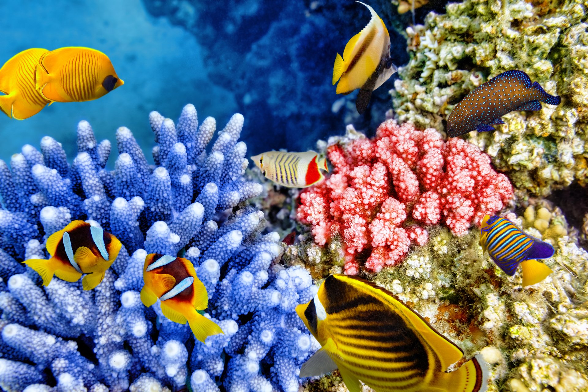 Download Sea Life Coral Ocean Underwater Animal Fish 8k Ultra HD Wallpaper