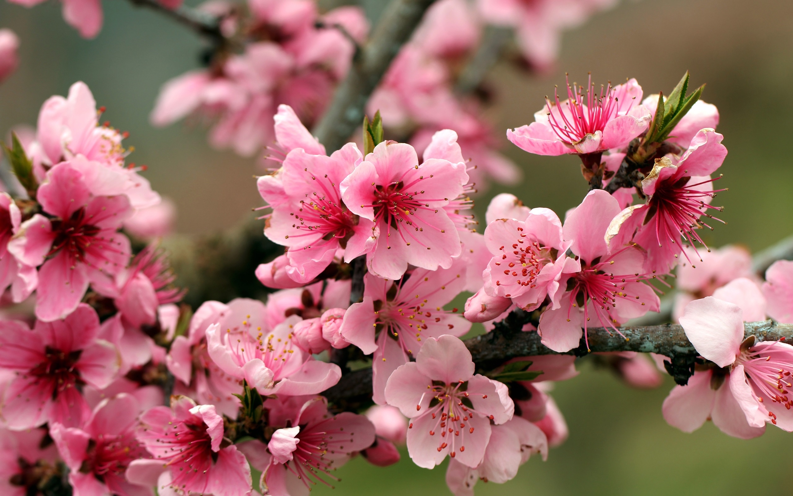 Apple Blossoms Apple Blossoms