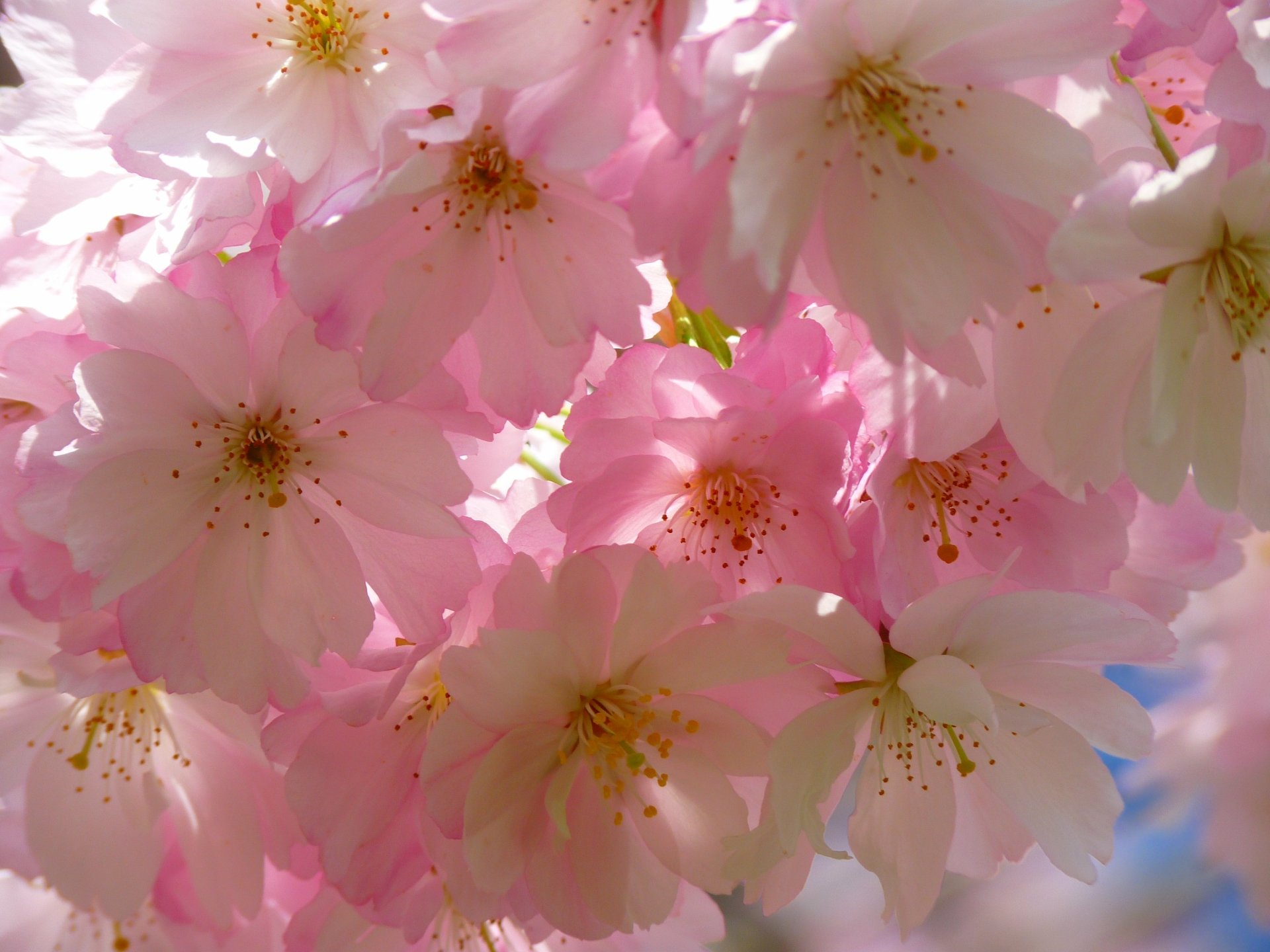 Blossoming Beauty: Cherry Blossom Close-up in 4K Ultra HD Wallpaper