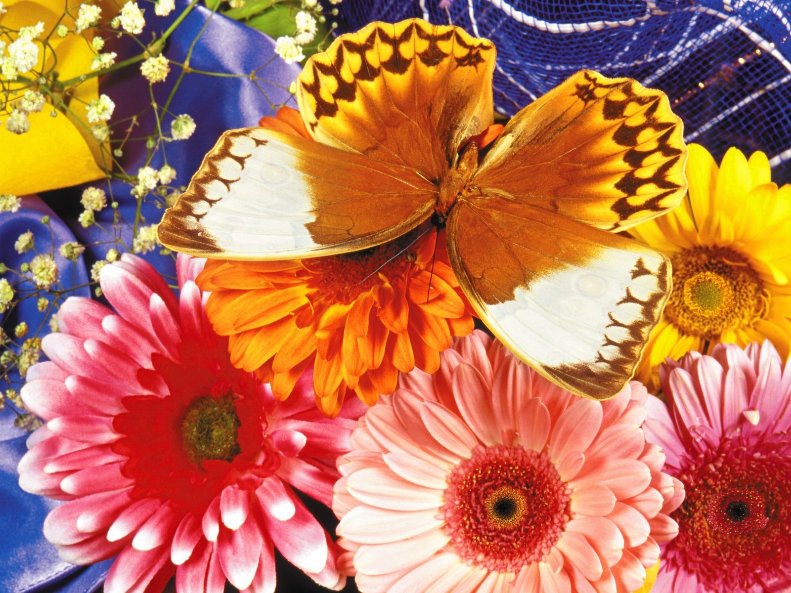Download Gerbera Close-up Gold Animal Butterfly Wallpaper | 1600x1200 ...