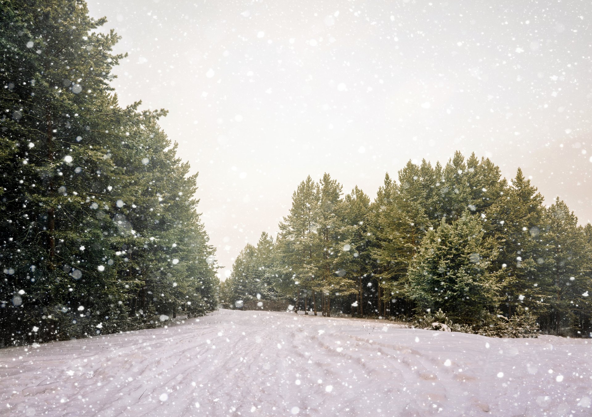 Winter Forest Road: 4K Ultra HD Snowfall in Nature's Quiet Embrace ...