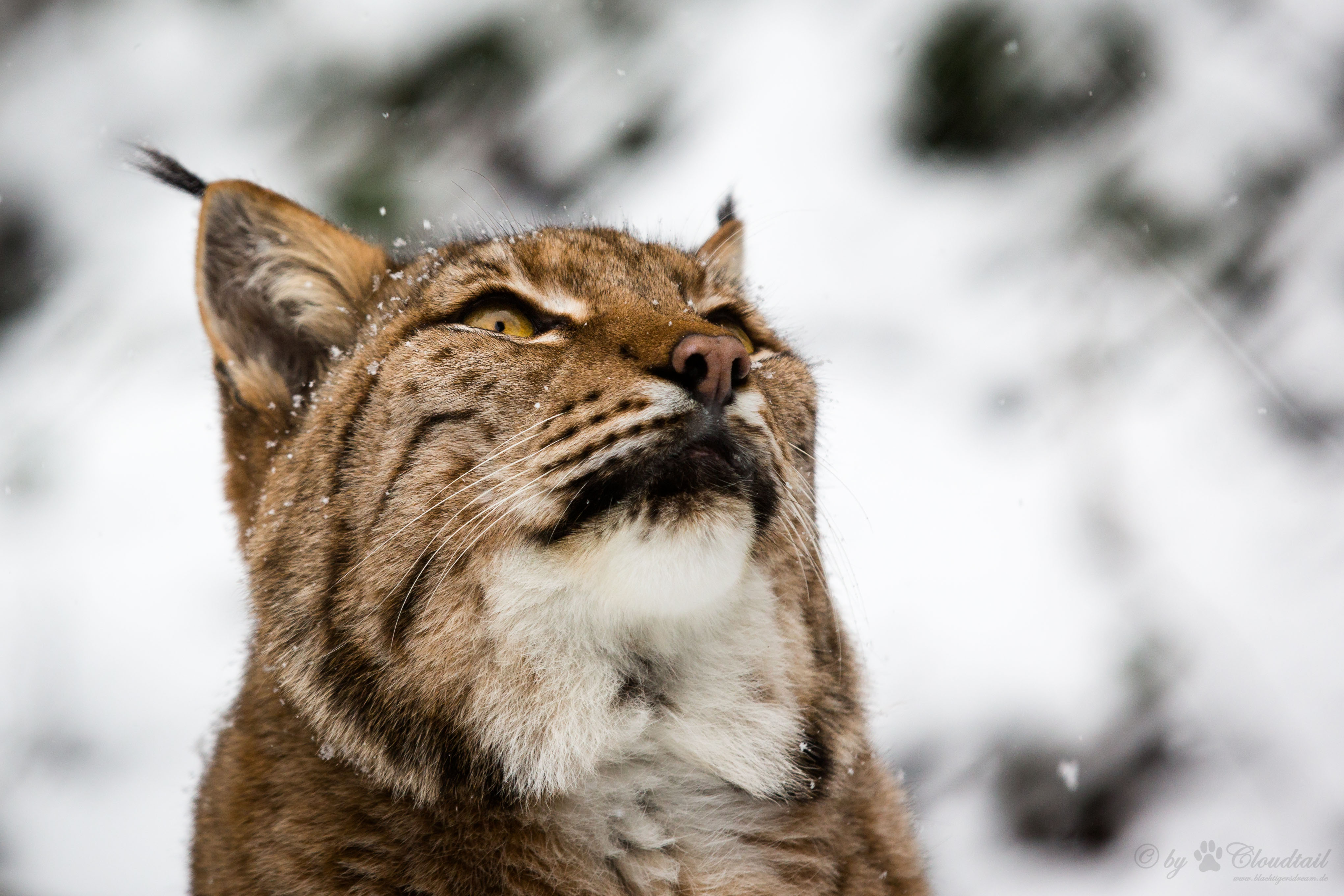 Download Muzzle Animal Lynx 4k Ultra HD Wallpaper by Cloudtail the Snow ...