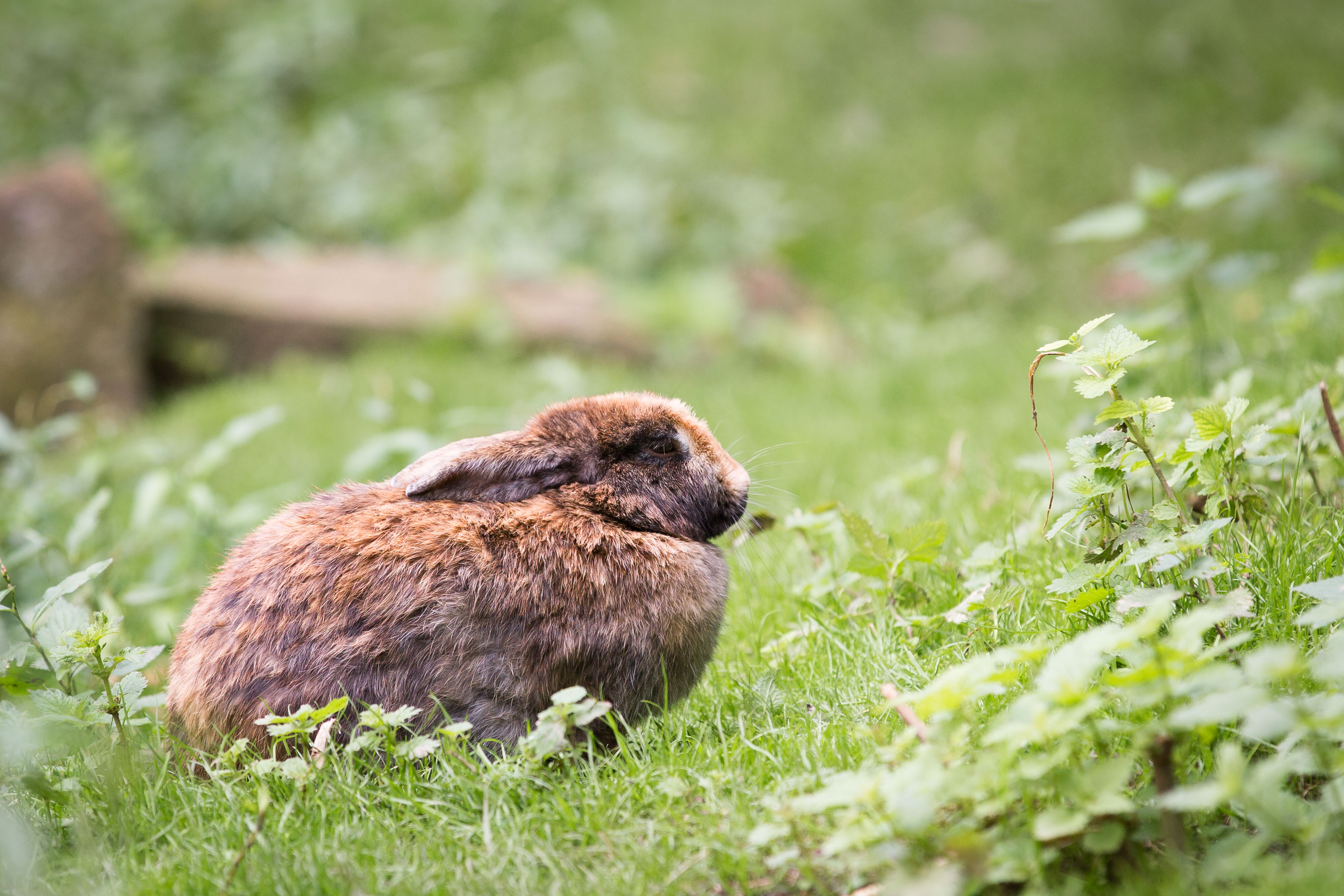 Winter Rabbit Wallpaper