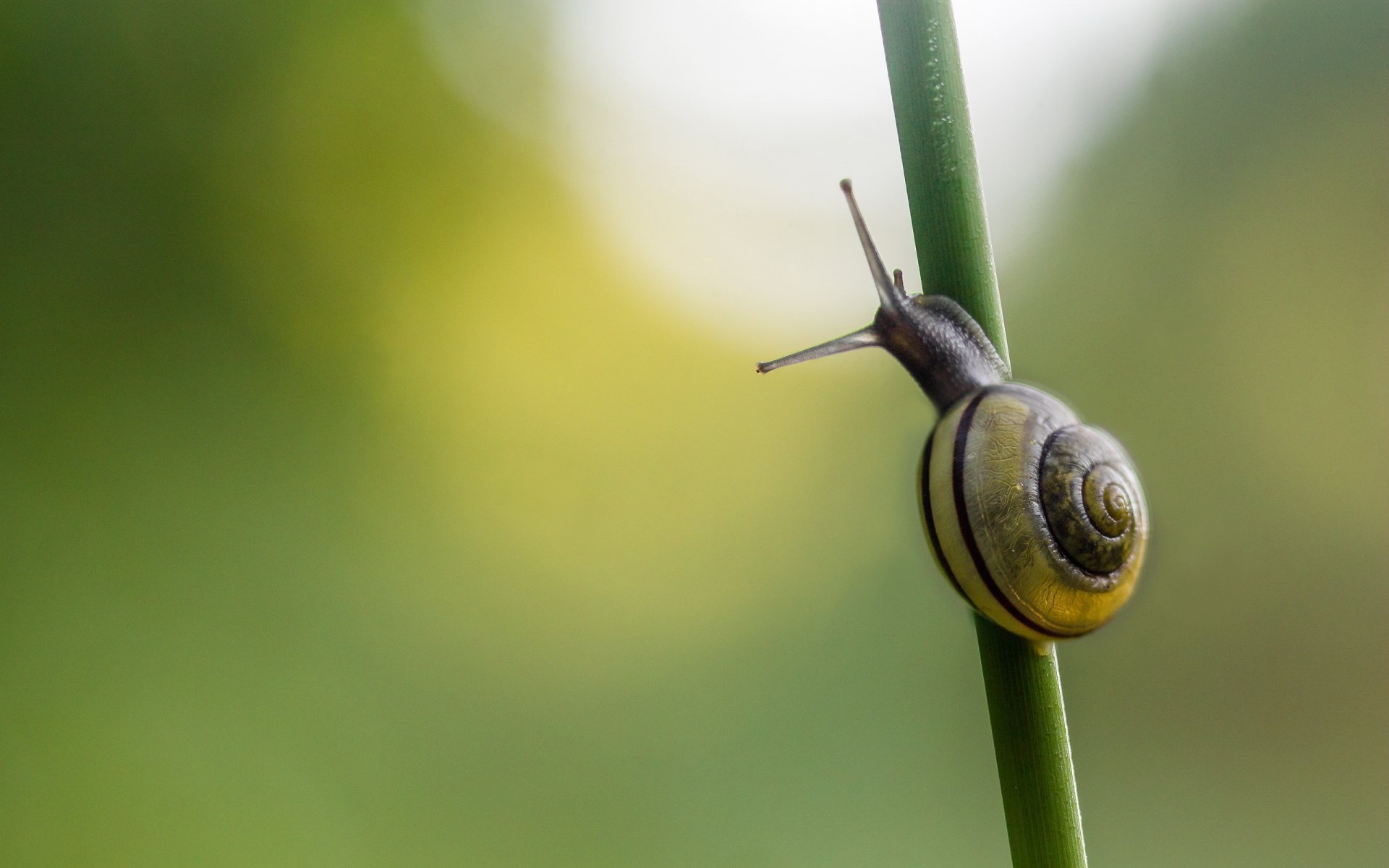 Download Blur Close-up Animal Snail HD Wallpaper