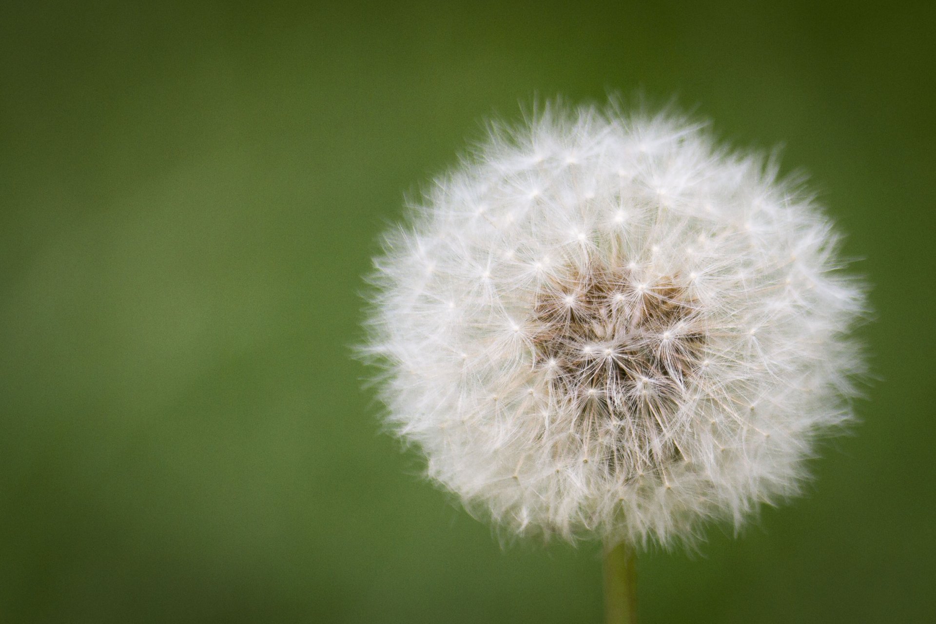 Background Dandelions Category