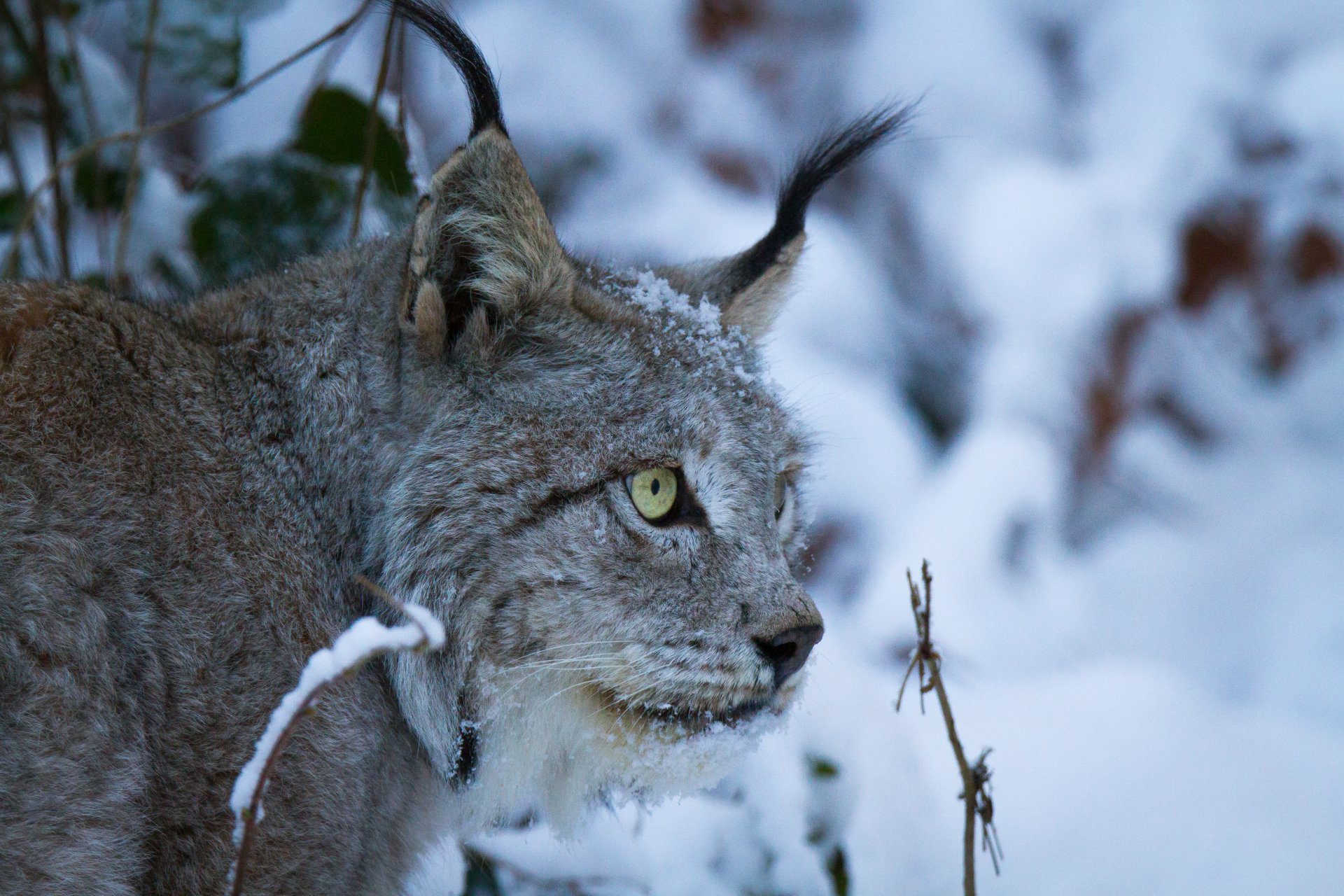 Download Animal Lynx 4k Ultra HD Wallpaper by Cloudtail the Snow Leopard