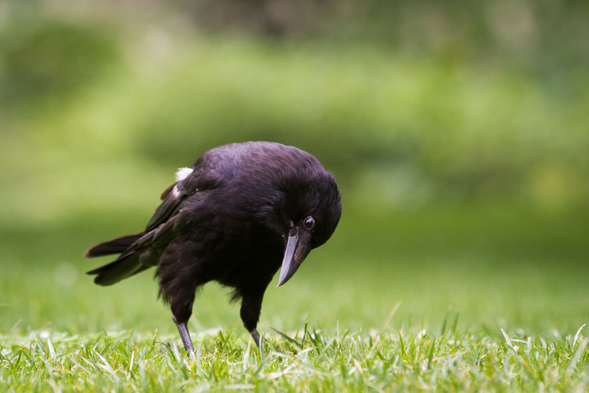 Soft-Blur Crow on Lush Grass — 2K Quad HD Wallpaper by Cloudtail the ...