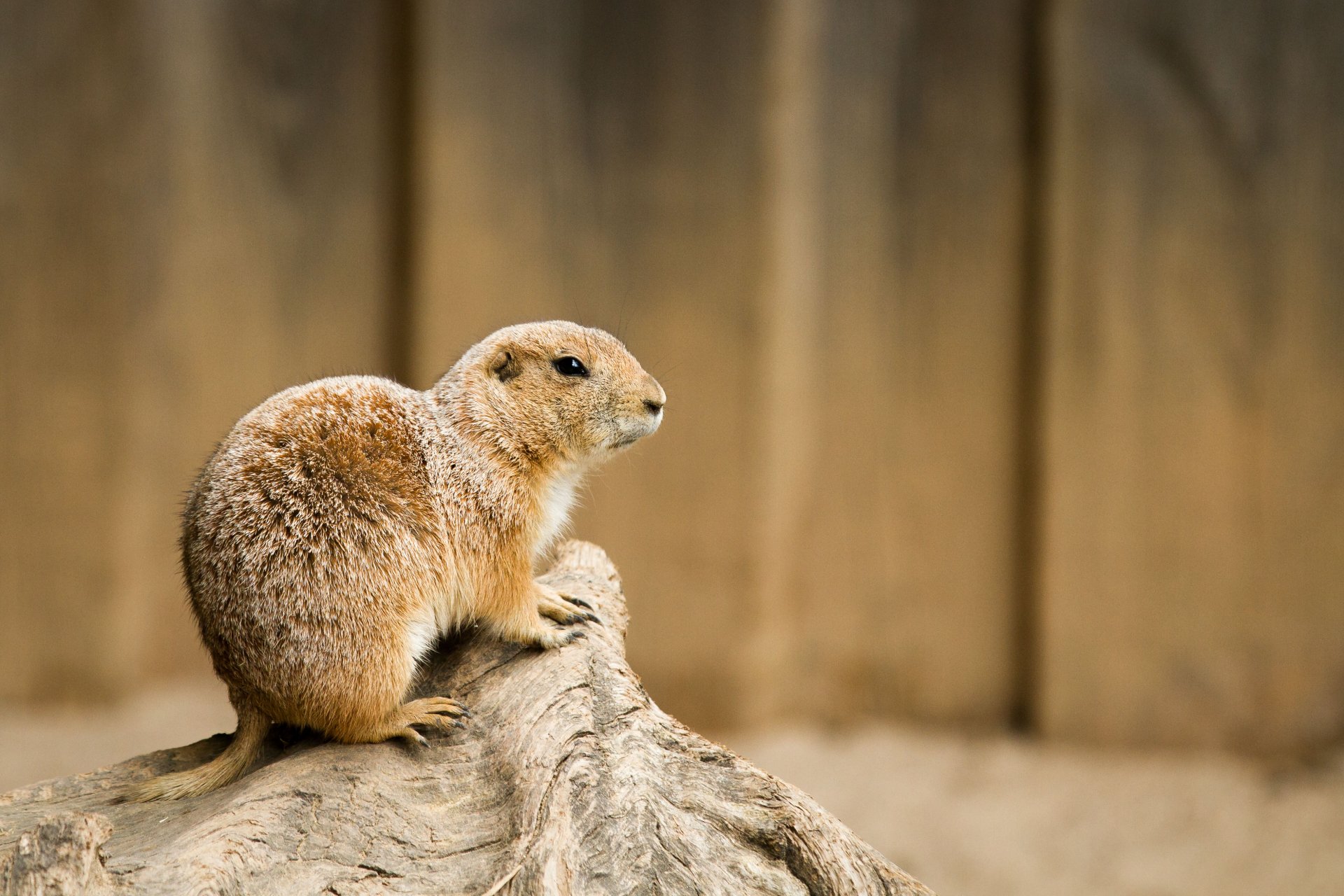 Download Rodent Animal Prairie Dog 4k Ultra HD Wallpaper by Cloudtail ...