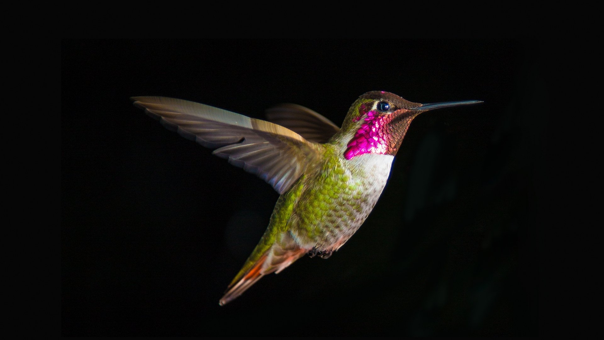 Download Bird Animal Hummingbird HD Wallpaper