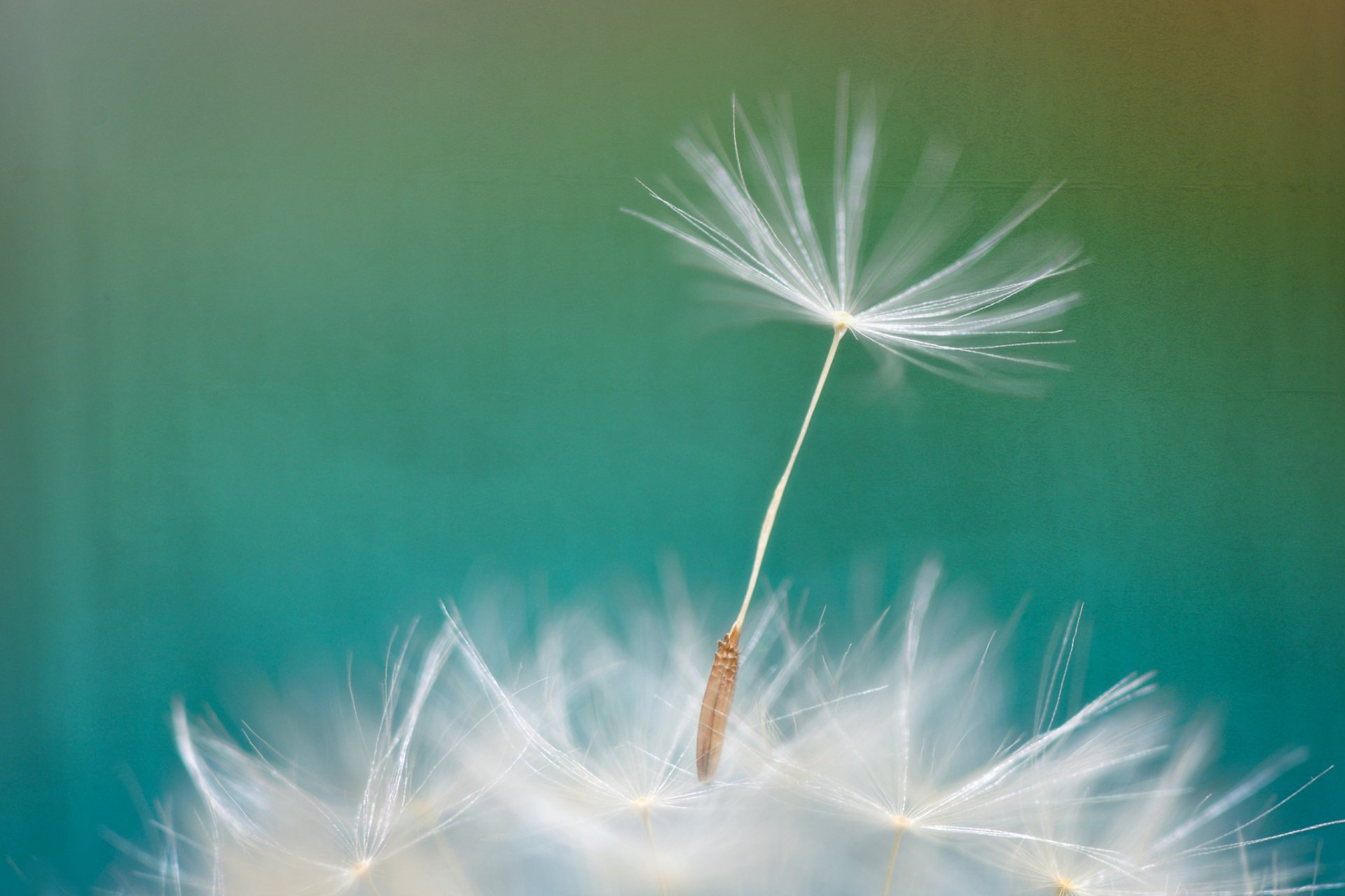 Nature Dandelion HD Wallpaper