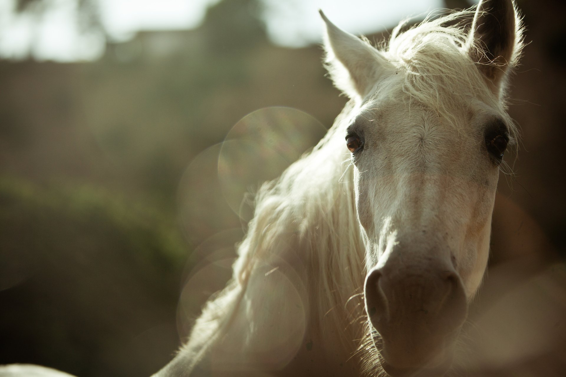 Download Bokeh Animal Horse HD Wallpaper