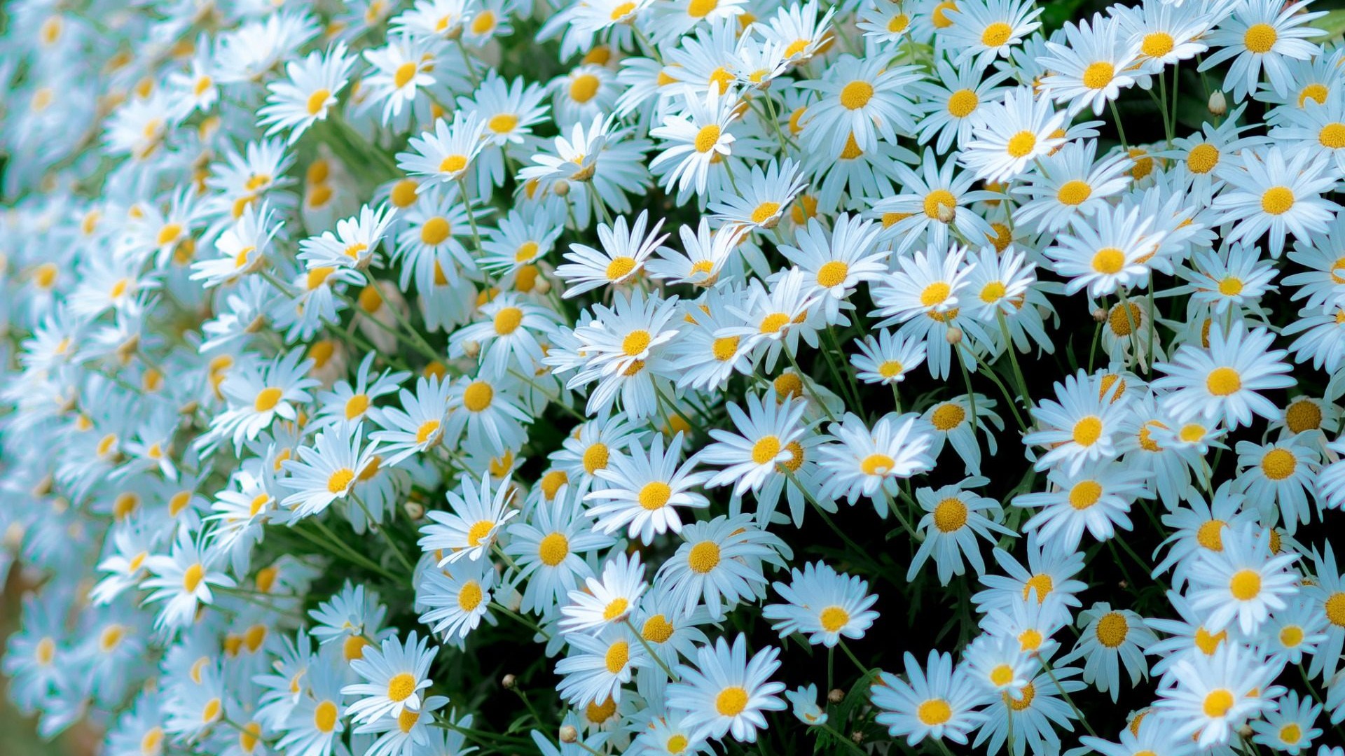 Download White Flower Close-up Flower Nature Daisy HD Wallpaper