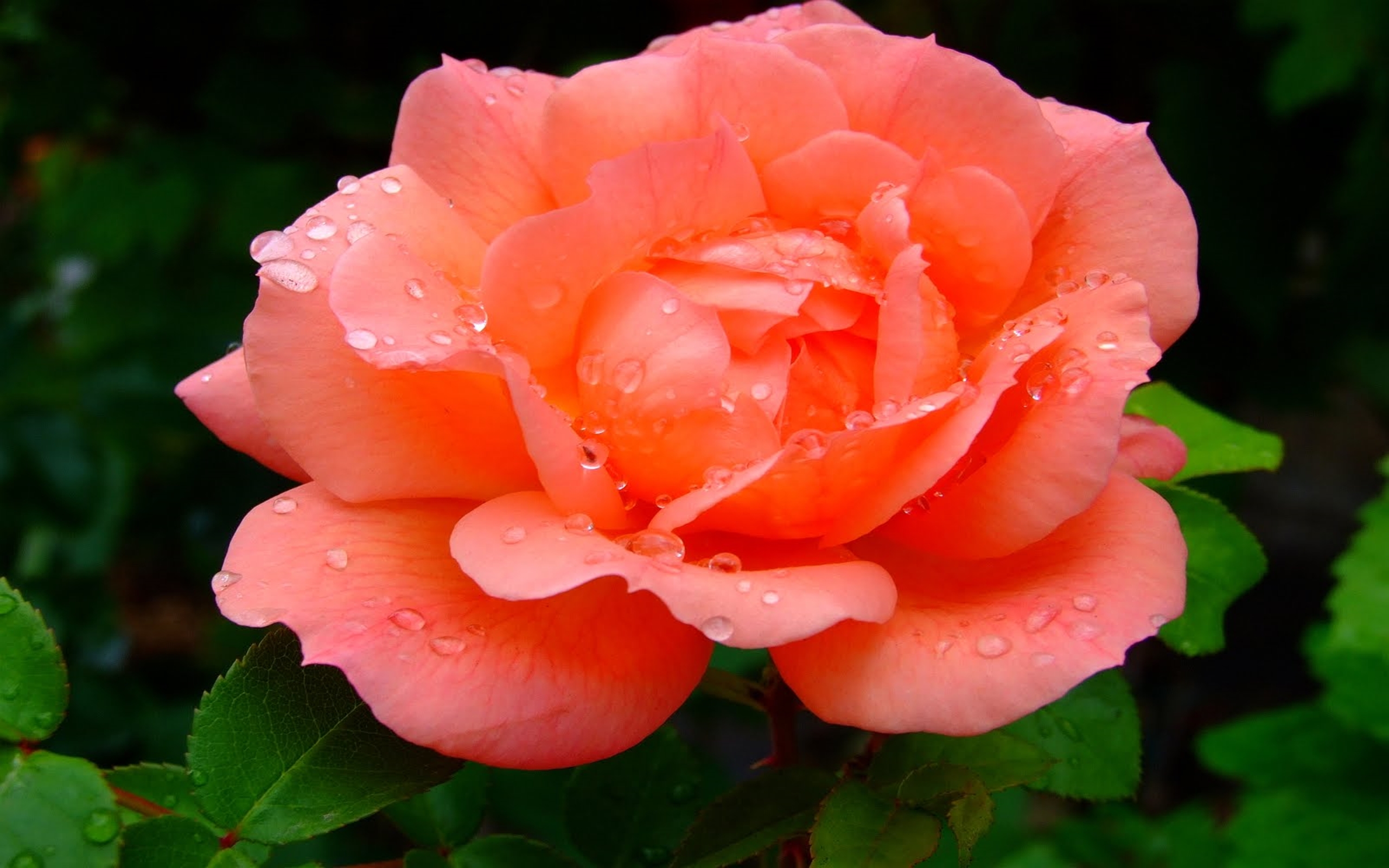 Download Flower Close-up Nature Rose HD Wallpaper