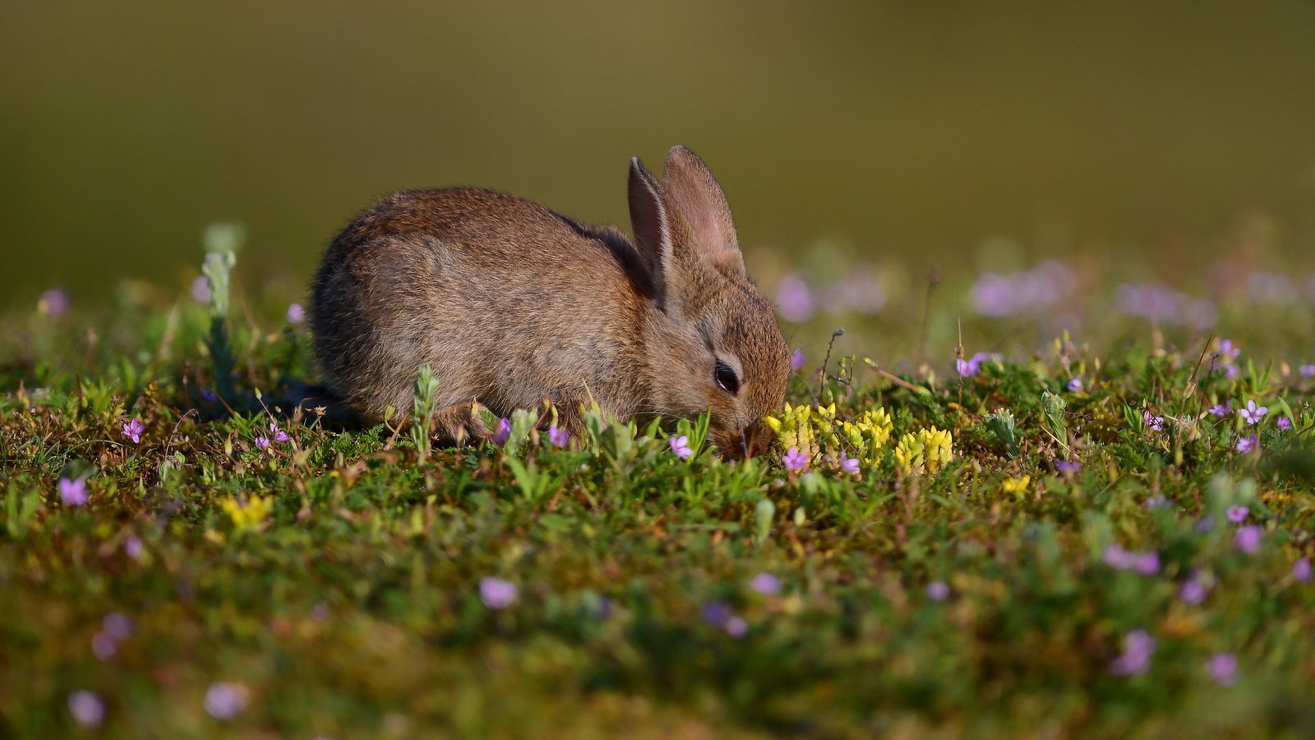 Download Blur Spring Close-up Animal Rabbit HD Wallpaper by Martyn William