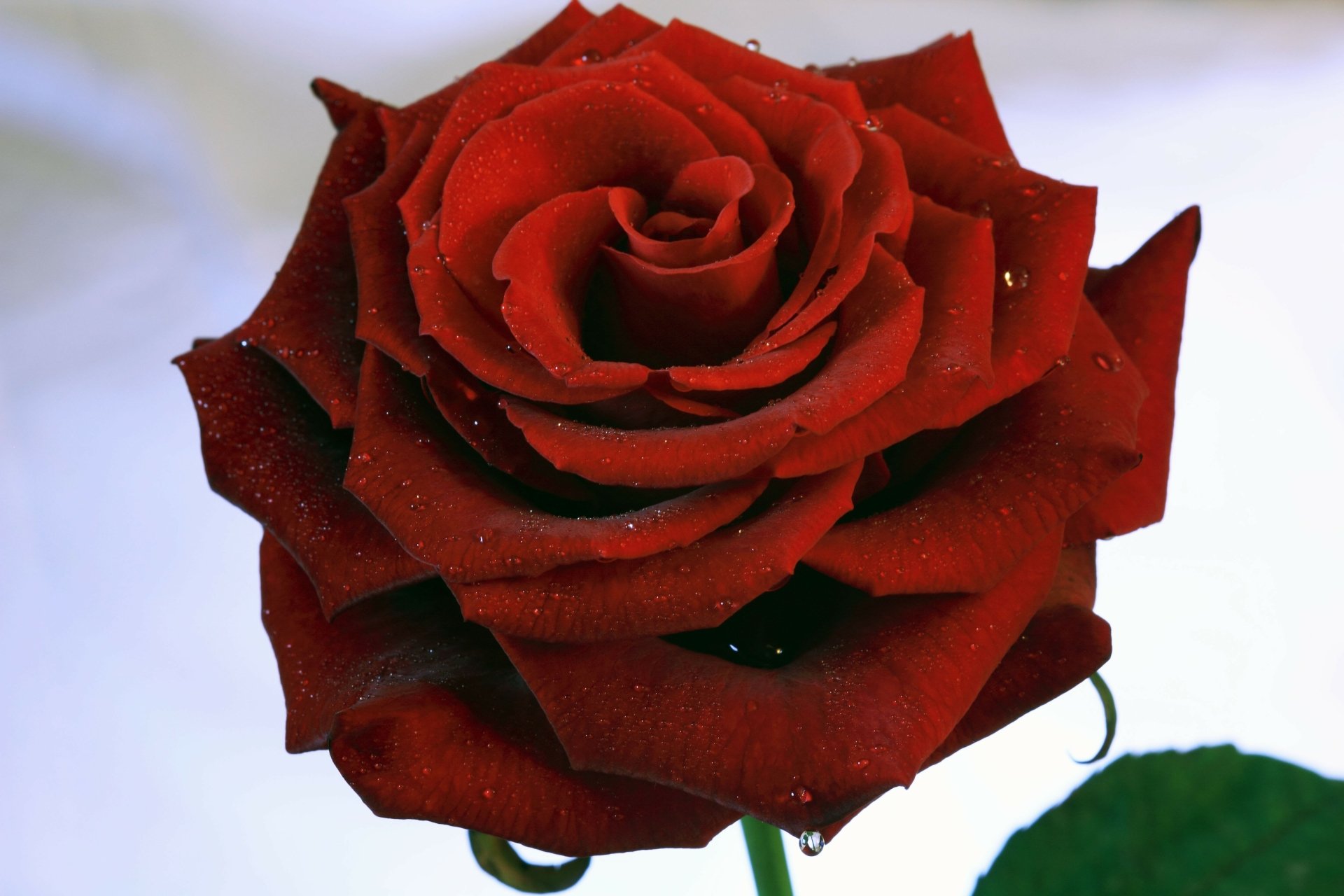 Download Water Drop Red Flower Close-up Nature Rose 4k Ultra HD Wallpaper