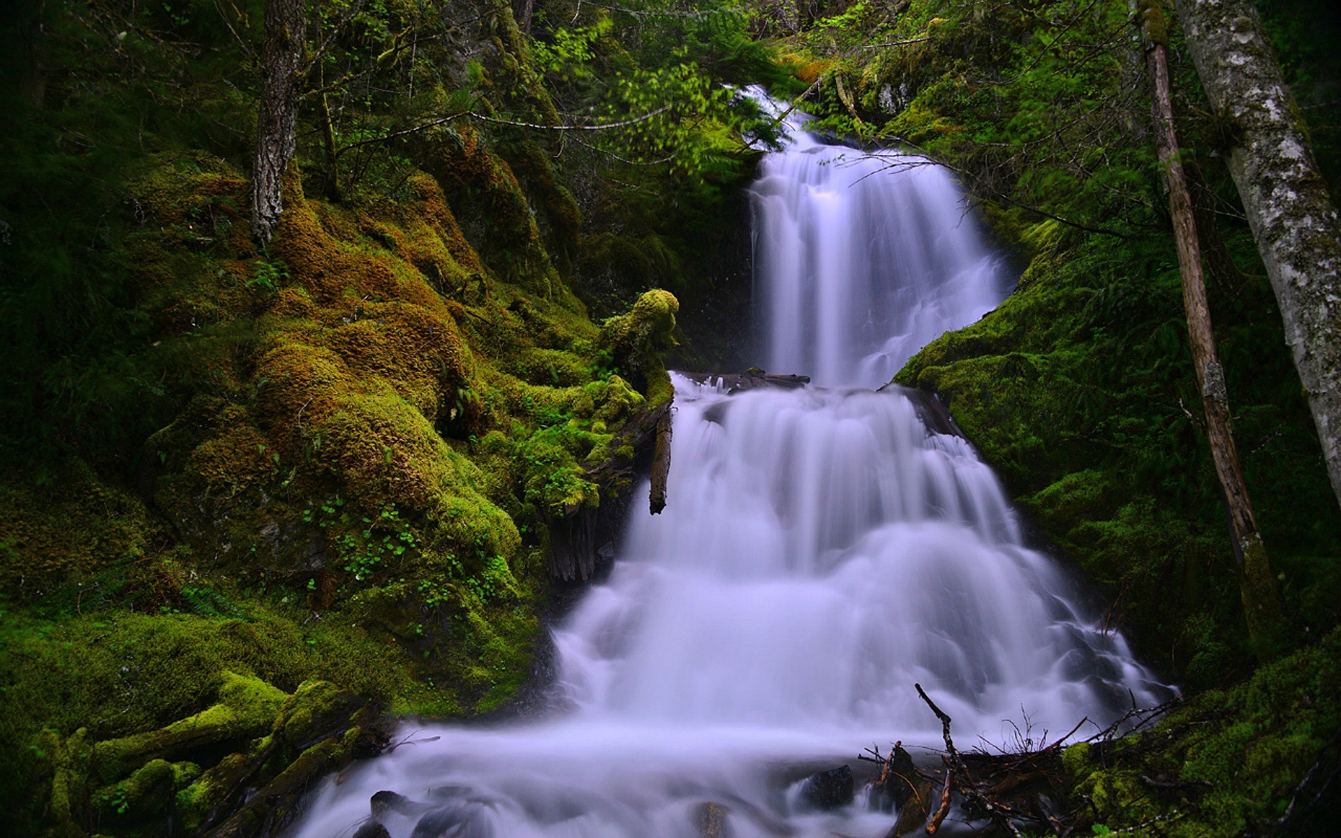 Download Green Tree Forest Nature Waterfall HD Wallpaper