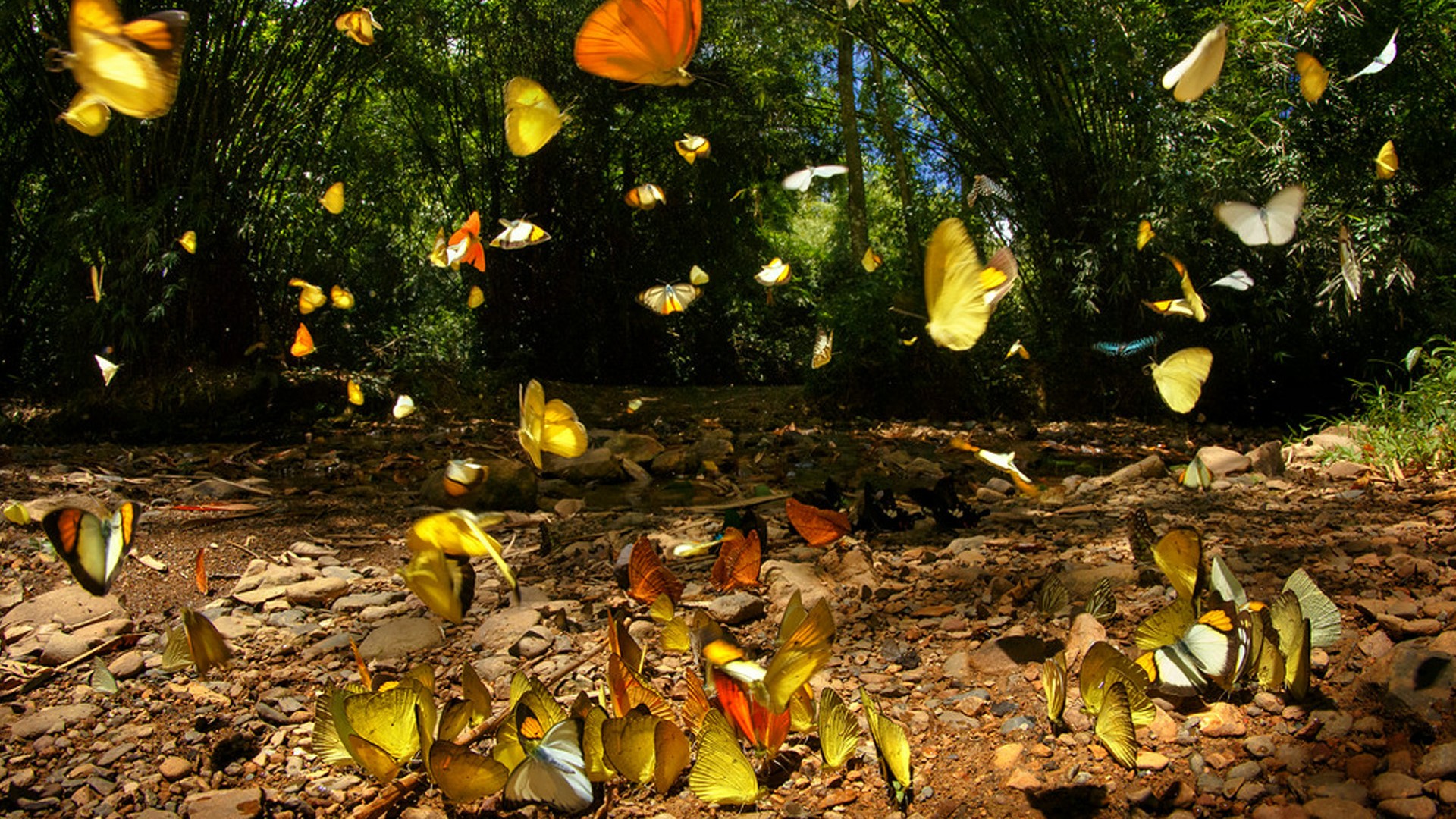 Download Forest Animal Butterfly HD Wallpaper