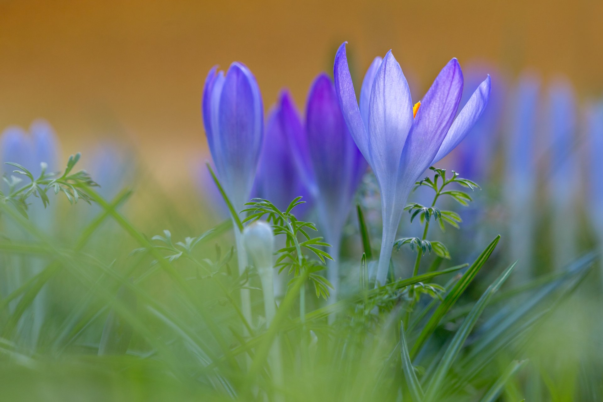 Download Spring Nature Flower Crocus 4k Ultra HD Wallpaper by sophiaspurgin