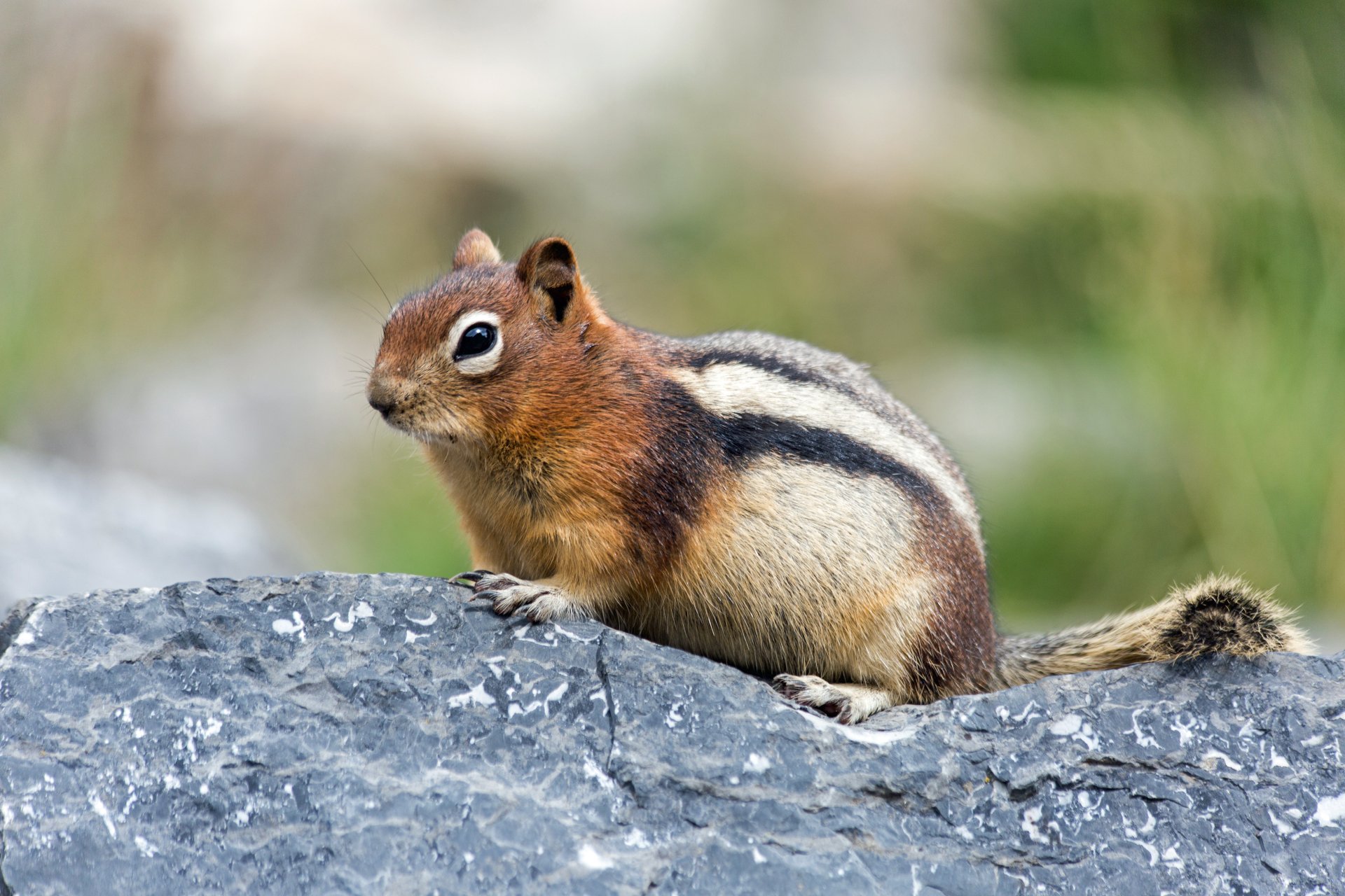 Download Rodent Animal Chipmunk 4k Ultra HD Wallpaper by sophiaspurgin