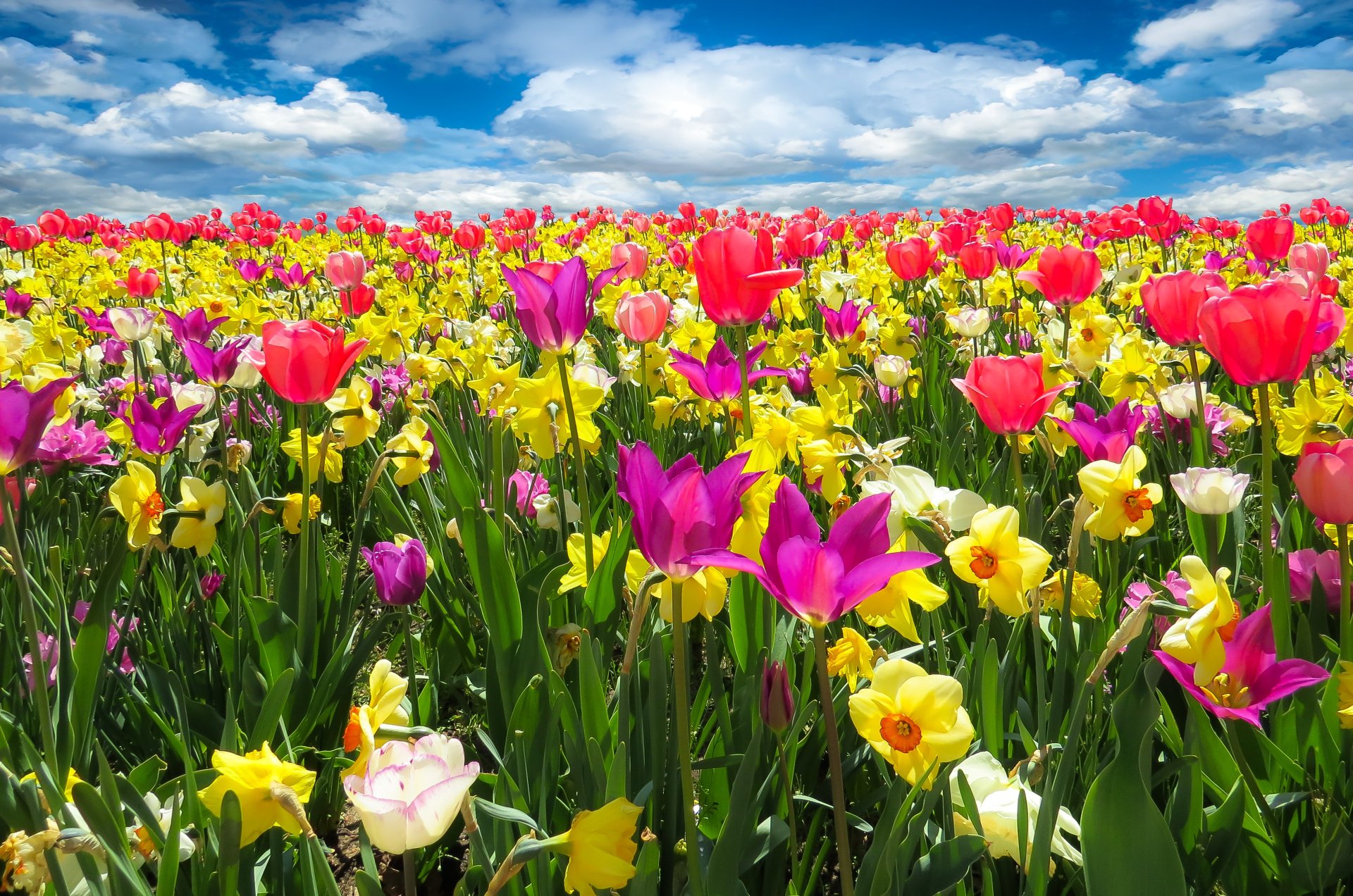 Vibrant Spring Tulips and Daffodils in a Colorful Flower Field HD ...