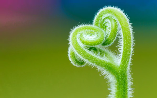 [70+] Fern 4k Wallpapers