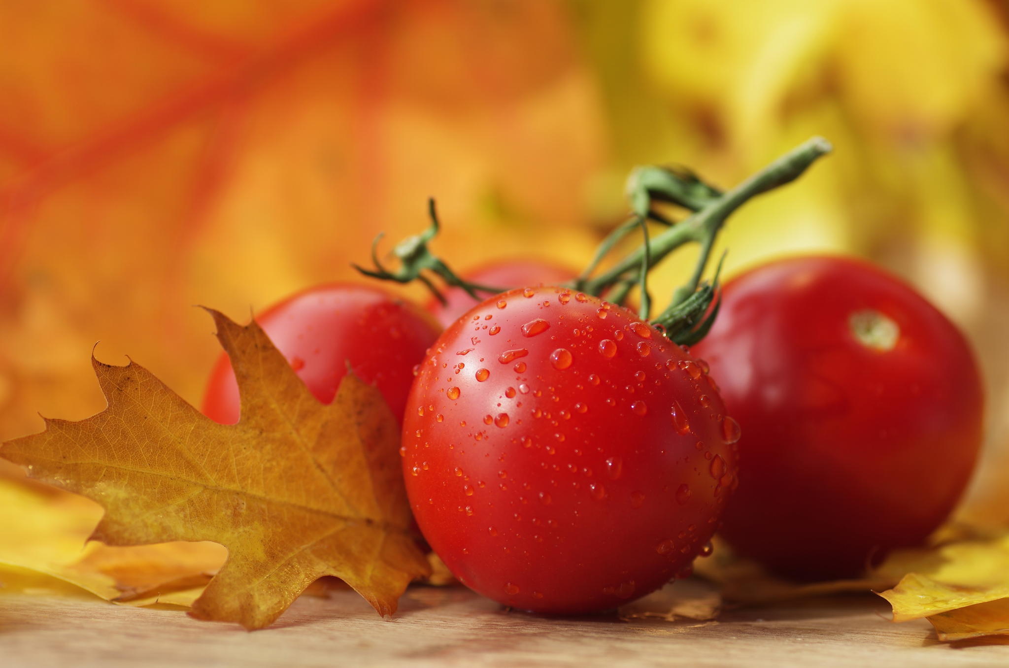 Harvest Season Tomatoes: Crisp Fall Veggie Delight HD Wallpaper