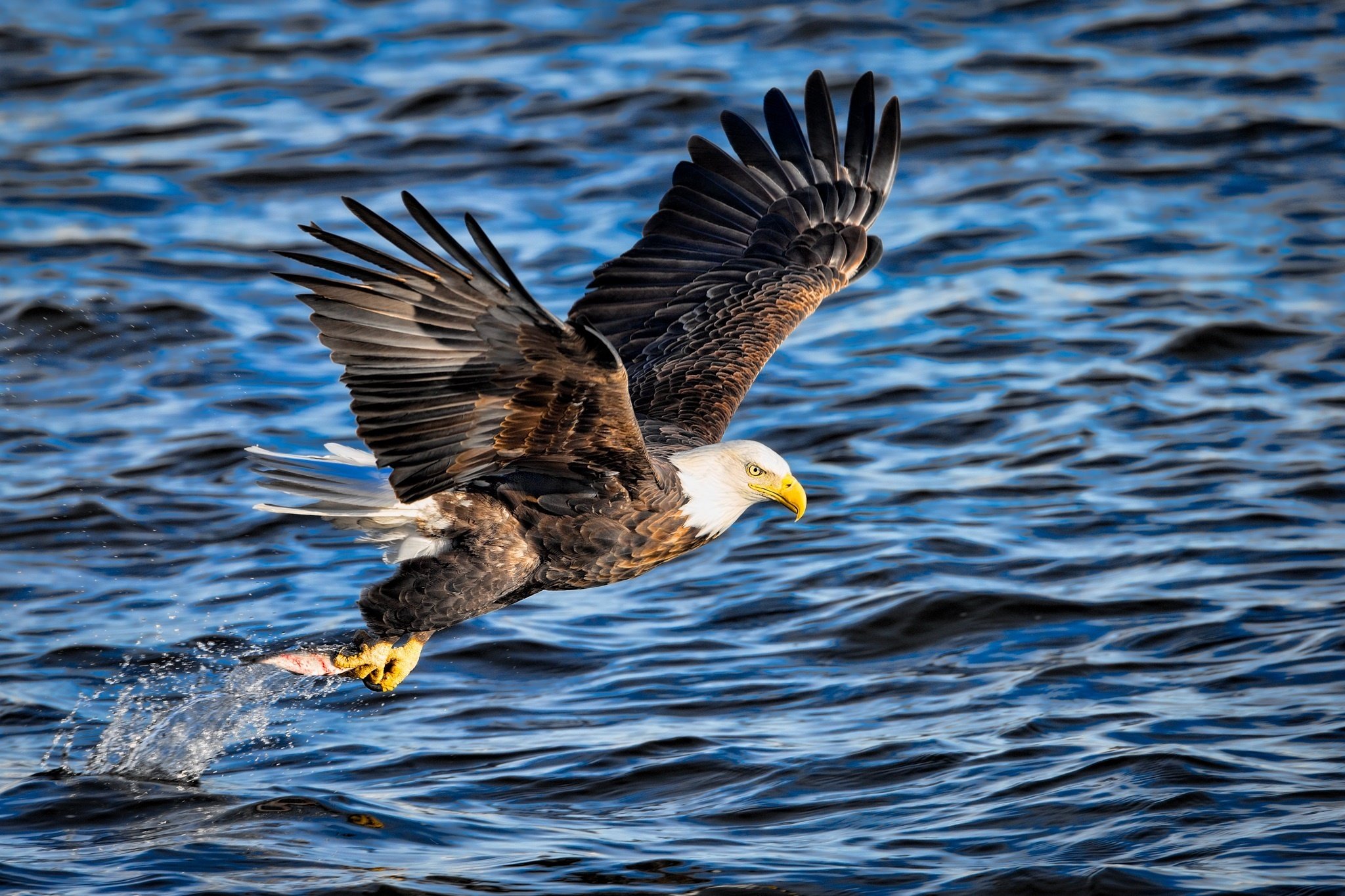 Download Fish Water Bird Eagle Animal Bald Eagle HD Wallpaper