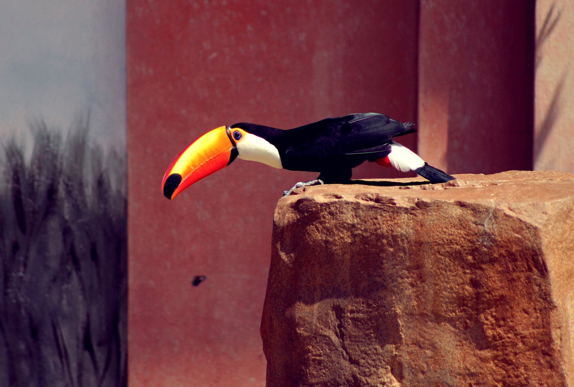 Perched Toucan — HD Tropical Bird Wallpaper | 2048x1383 | Wallpaper Abyss