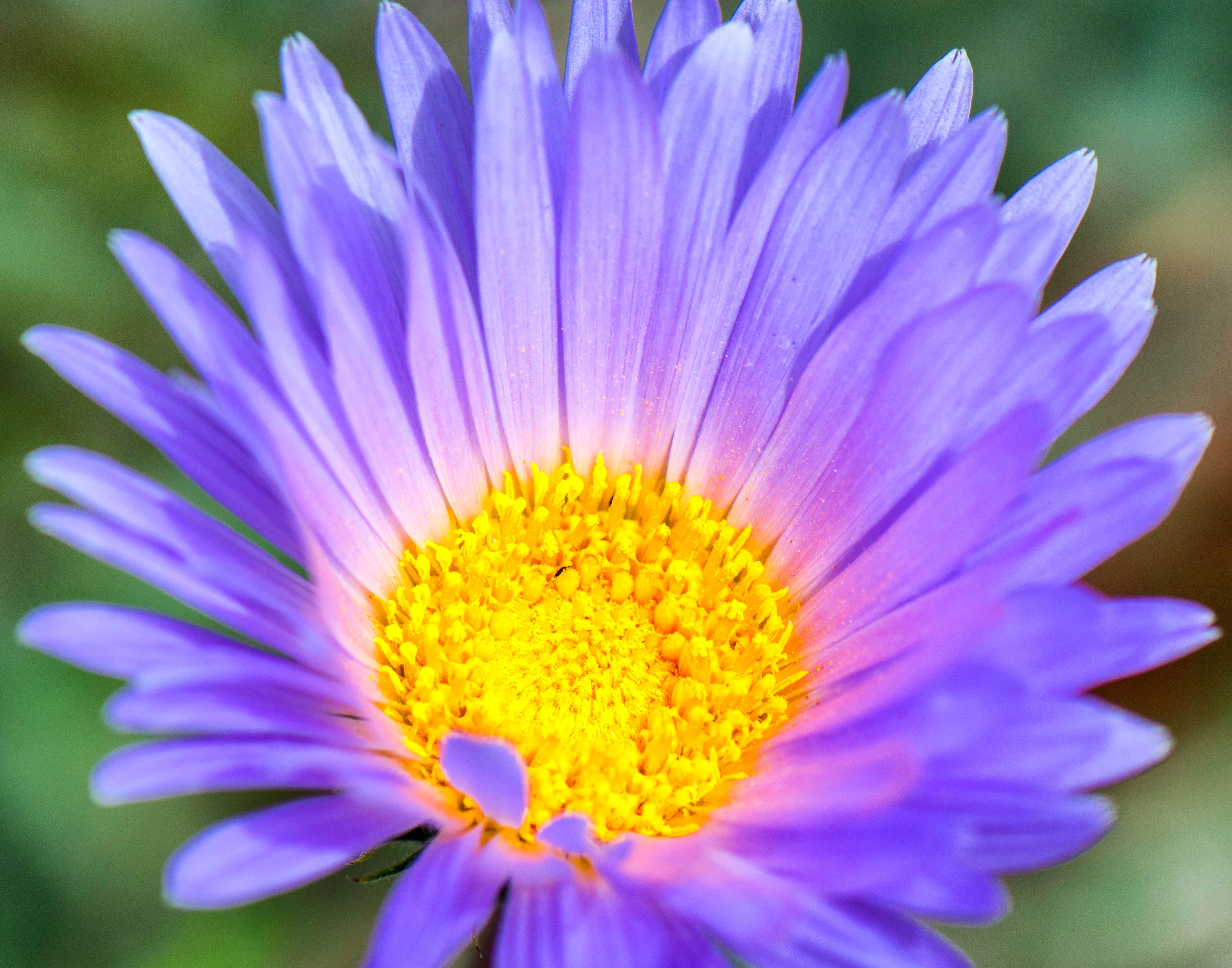 Download Macro Purple Flower Flower Nature Daisy 4k Ultra HD Wallpaper