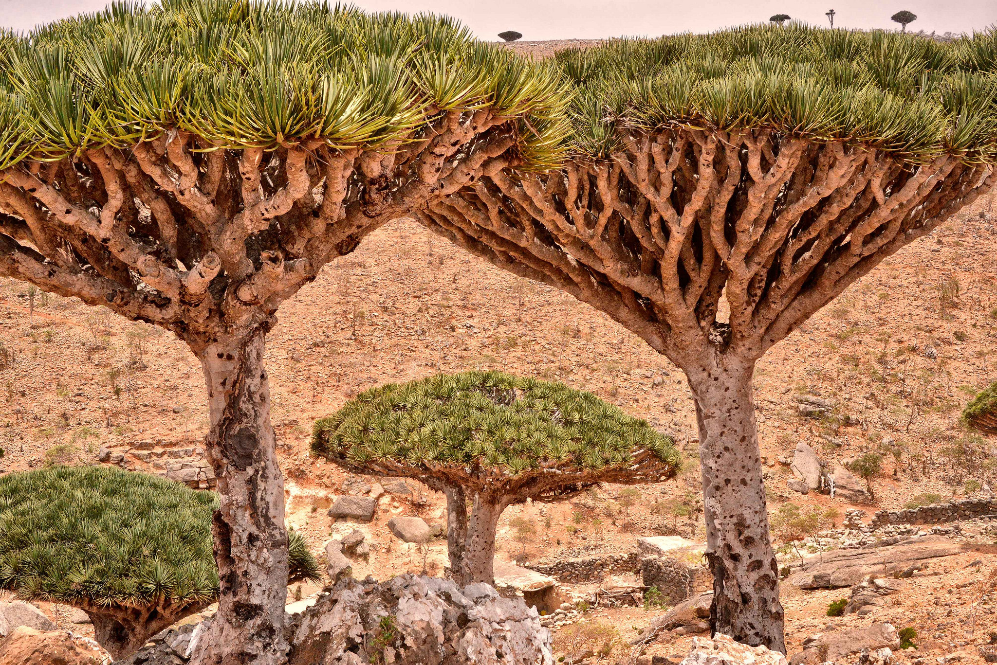 Download Desert Nature Tree Dracaena HD Wallpaper