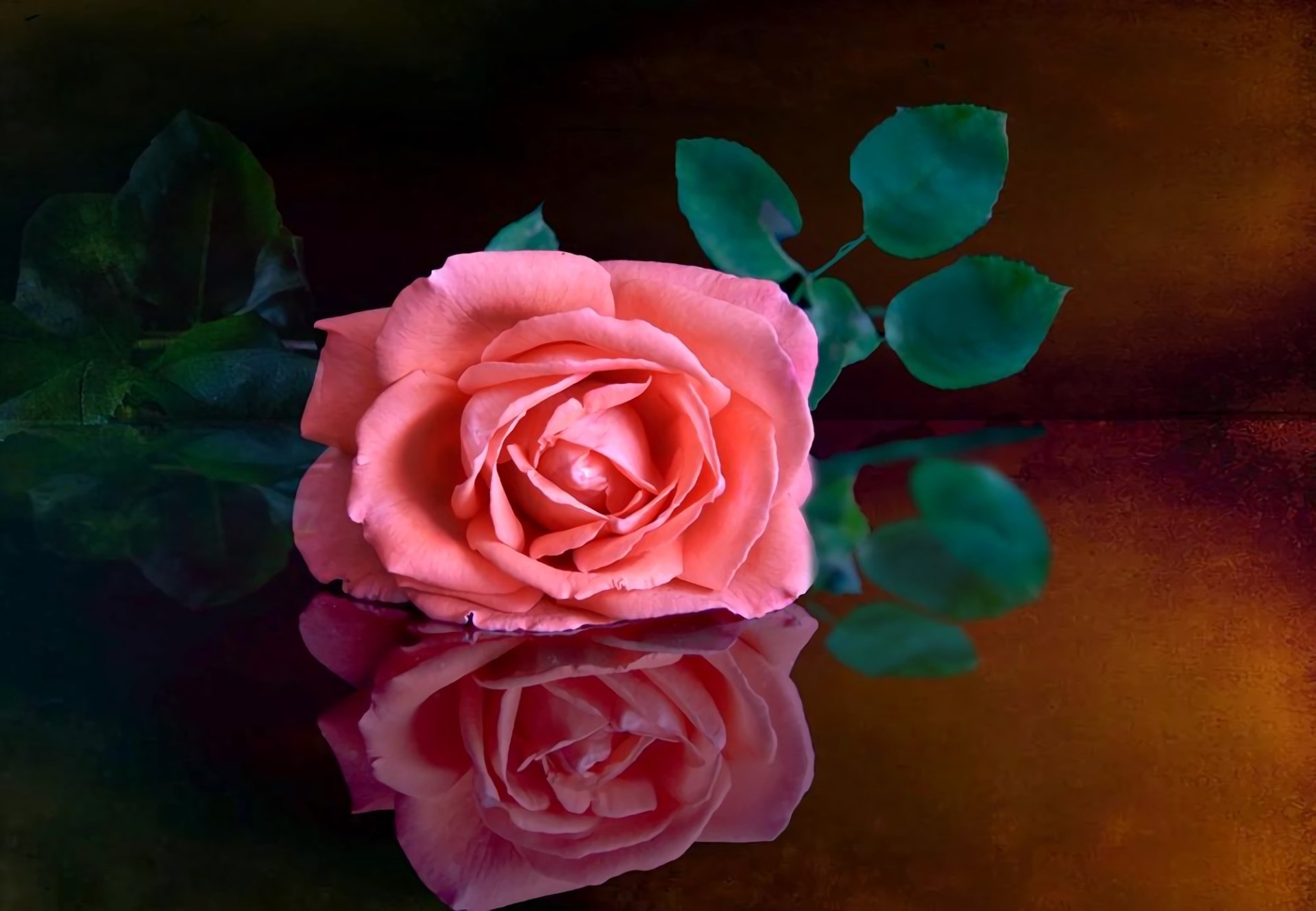 Download Pink Flower Close-up Reflection Nature Rose HD Wallpaper