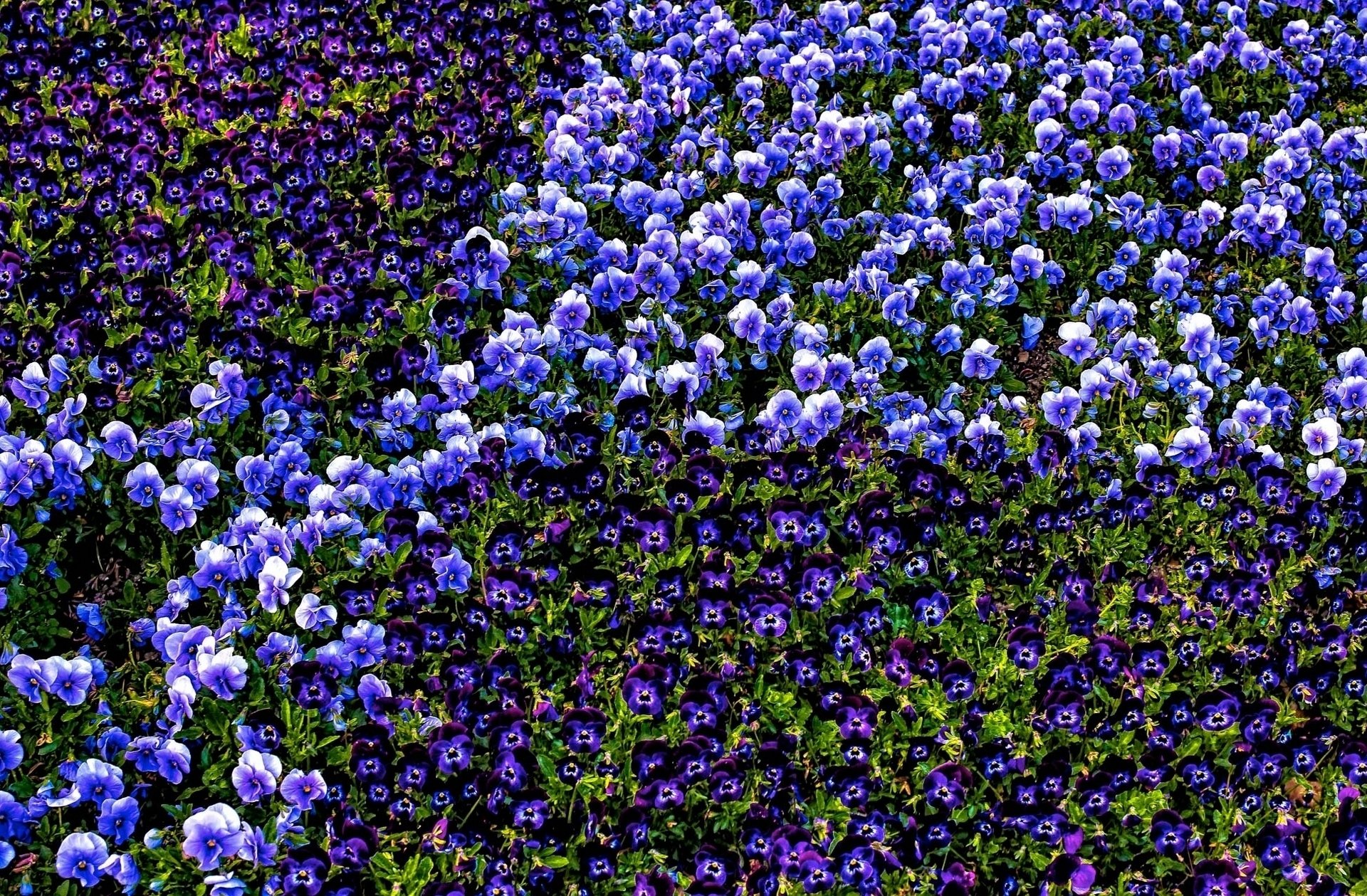 Download Blue Flower Purple Flower Close-up Field Nature Pansy HD ...