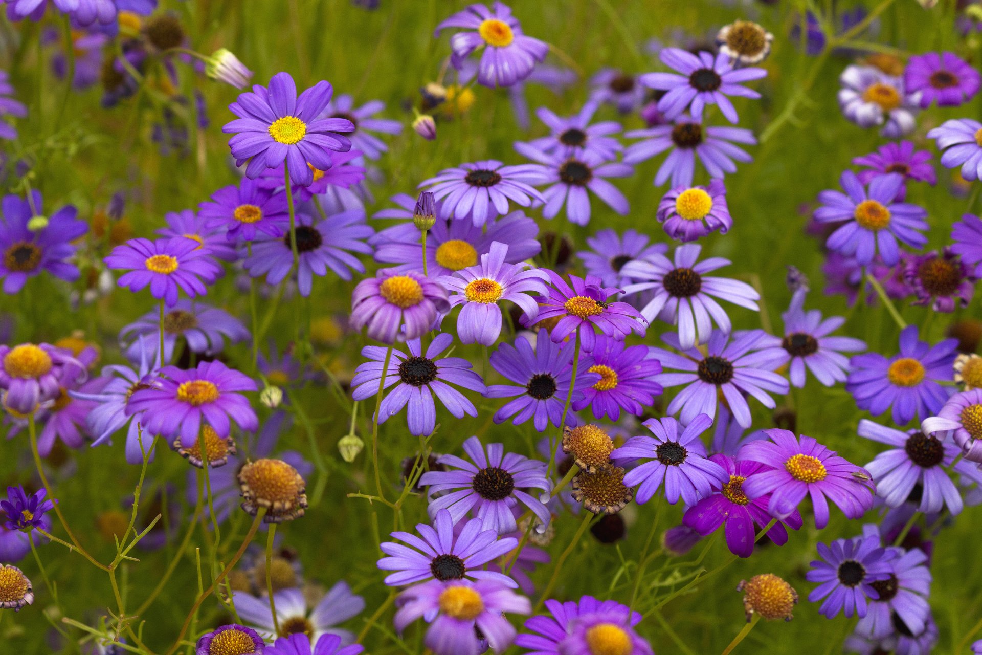 Download Purple Flower Flower Nature Daisy HD Wallpaper