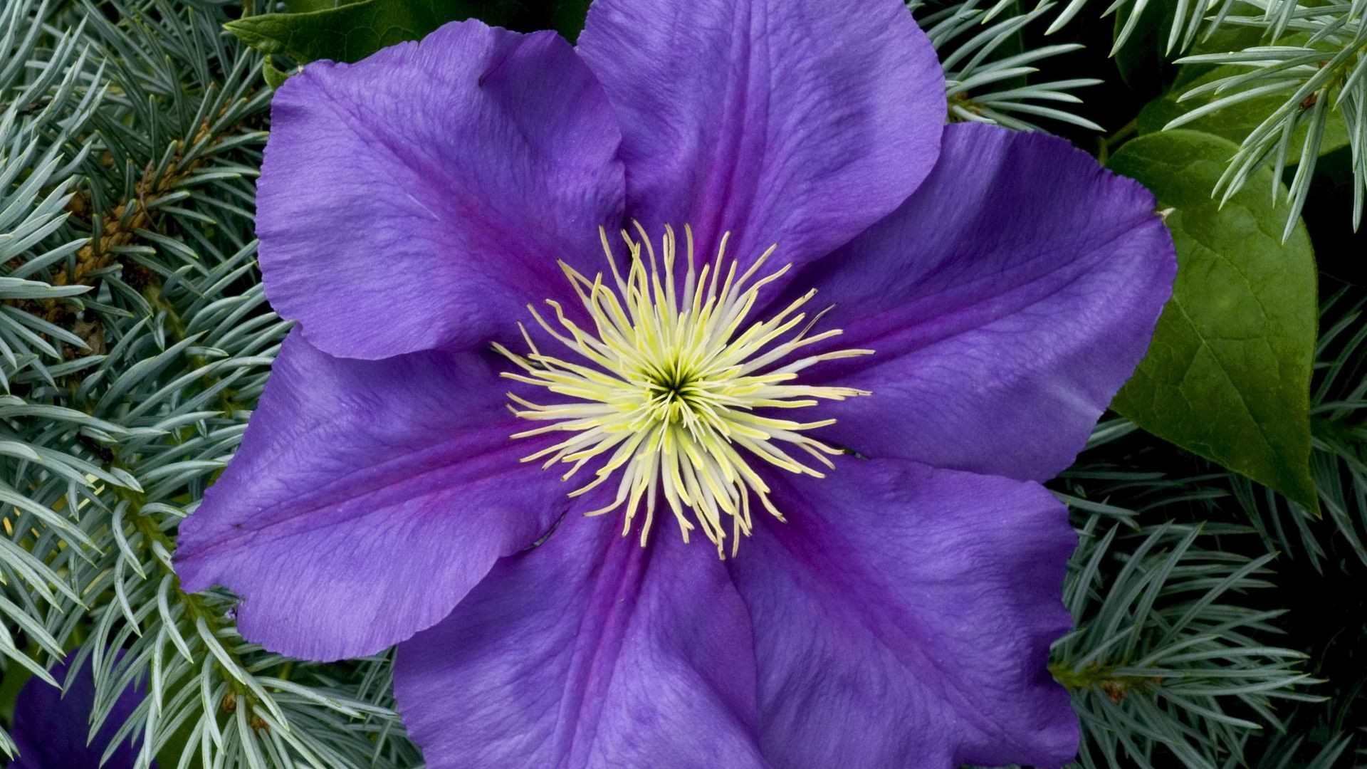 Purple Clematis