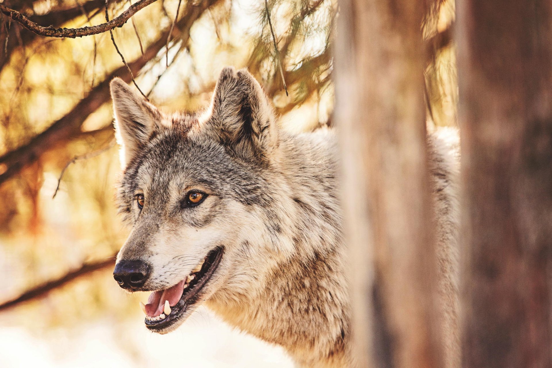 Download Bokeh Animal Wolf HD Wallpaper