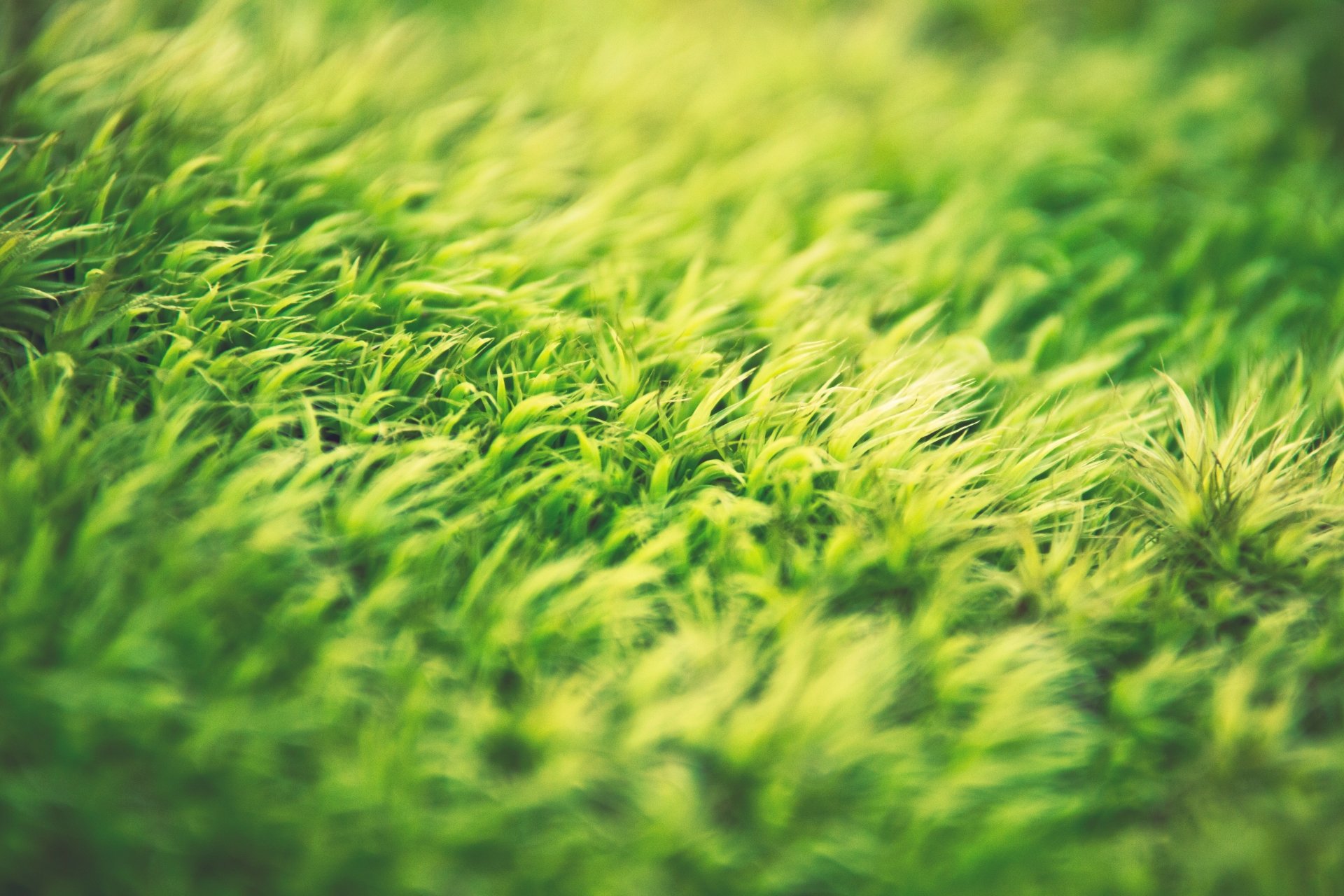 Download Macro Depth Of Field Green Nature Grass 4k Ultra HD Wallpaper