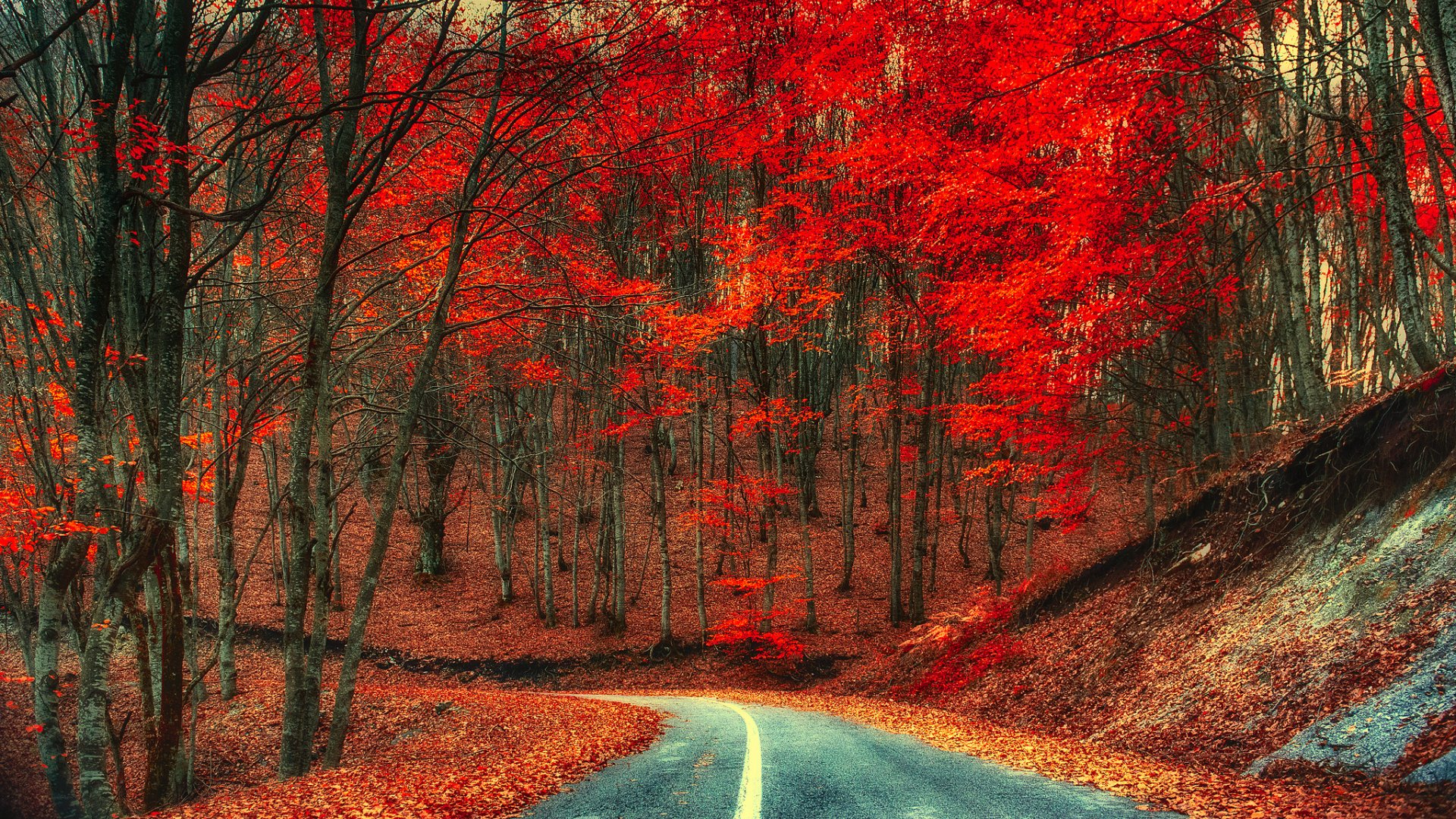 Download Tree Red Fall Man Made Road HD Wallpaper