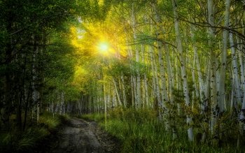 Download Path Sunbeam Sunshine Sun Birch Forest Nature PFP