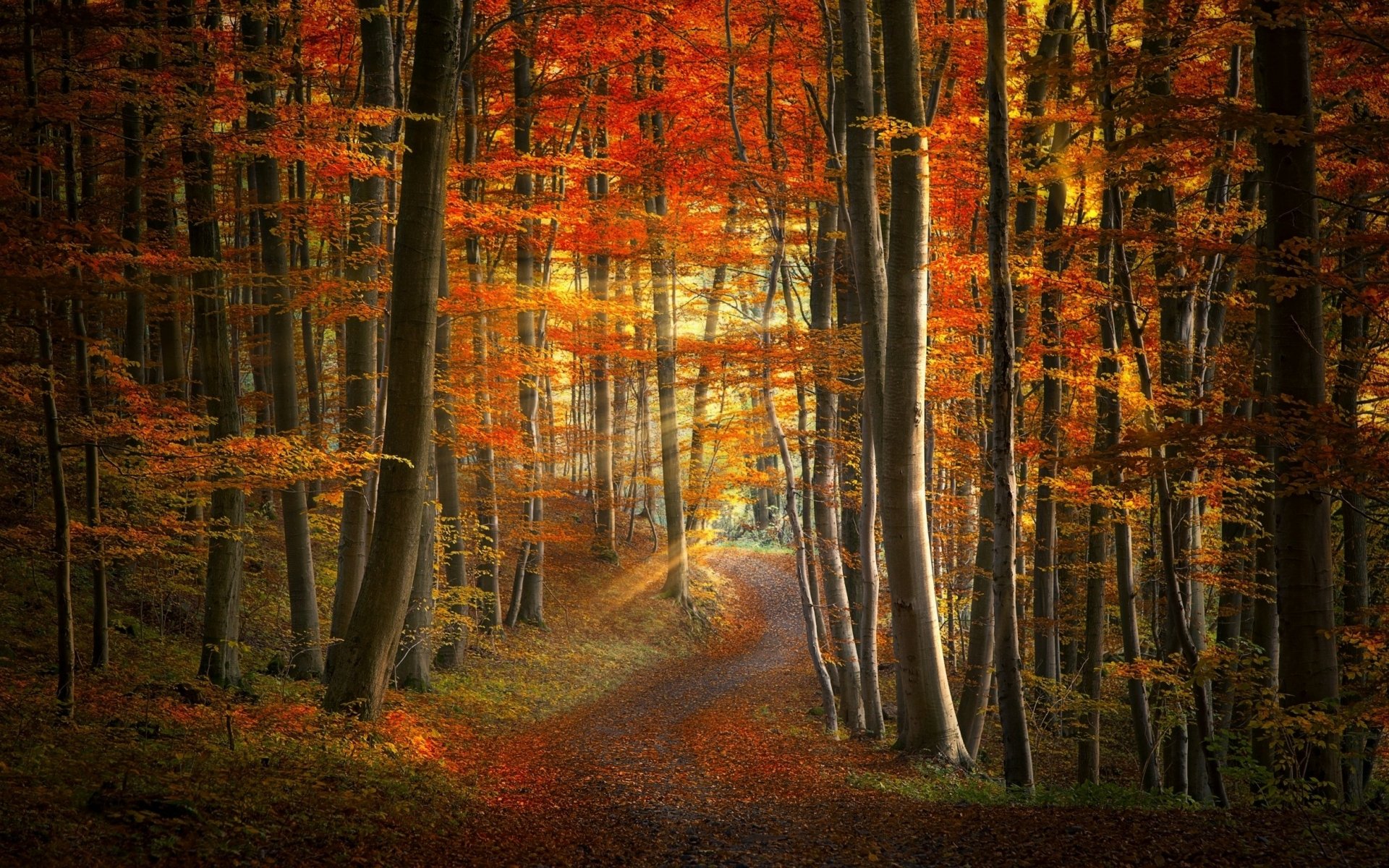 Sunlight in Autumn Forest